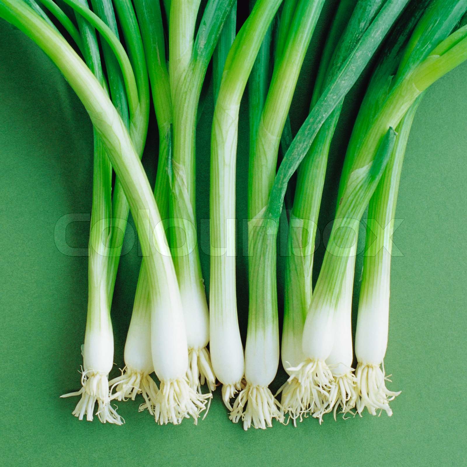 a fresh young onion close up | Stock image | Colourbox
