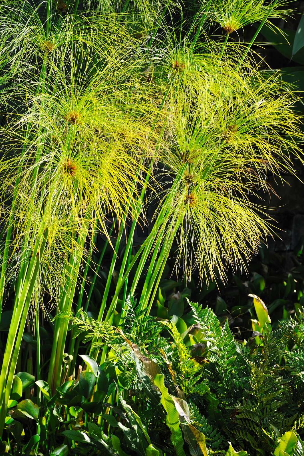 Cyperus papyrus - detail | Stock image | Colourbox