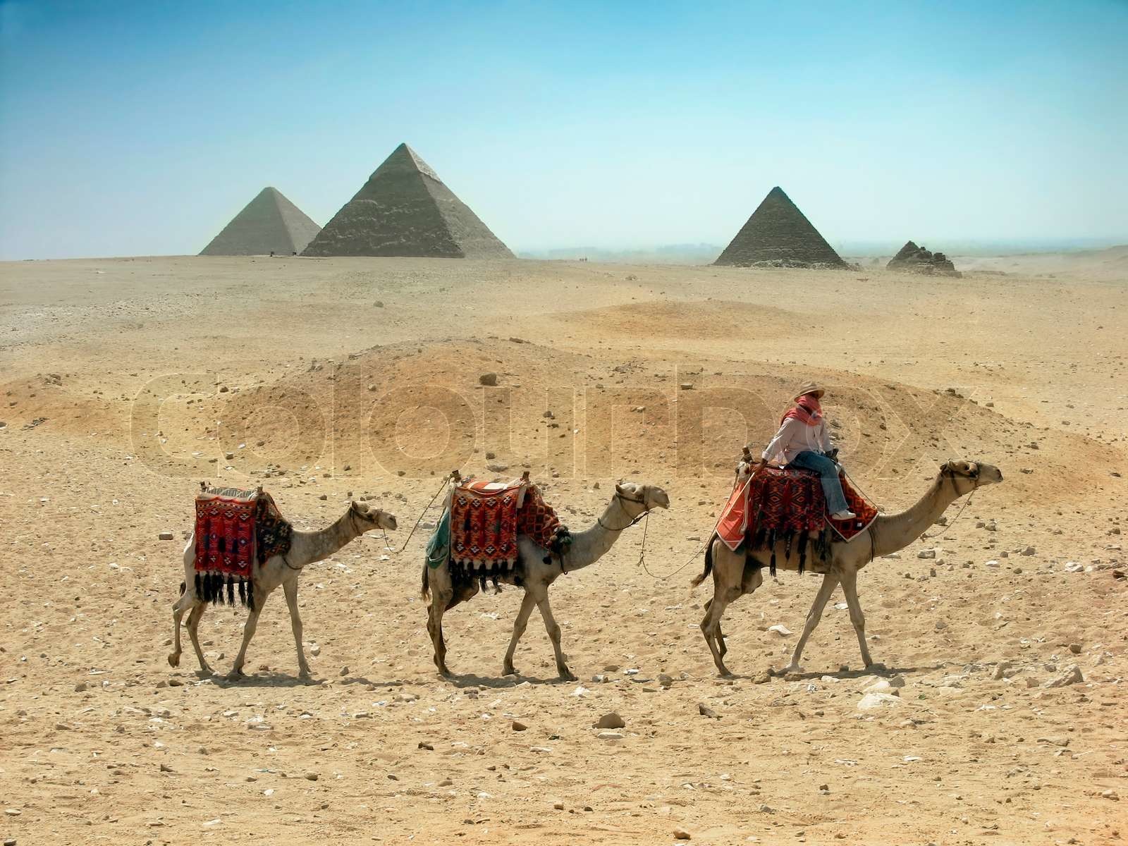 Tre kamel campingvogn går gennem sandet ørken nær pyramide i Egypten ...