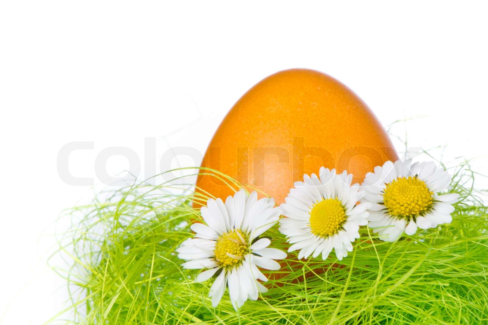 bemalte Osterei in einem Nest | Stock Bild | Colourbox