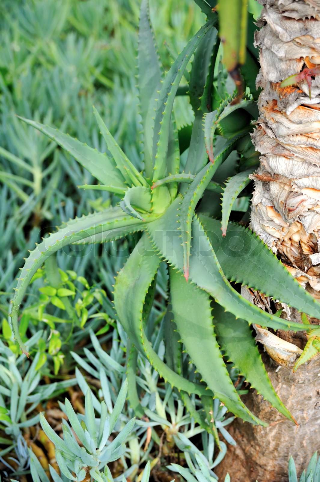 Aloe Vera - healing plant - detail | Stock image | Colourbox