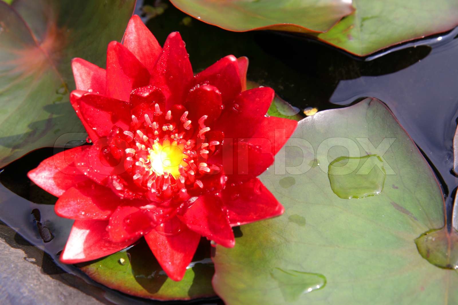 red lotus blooming in the tropical garden | Stock image | Colourbox