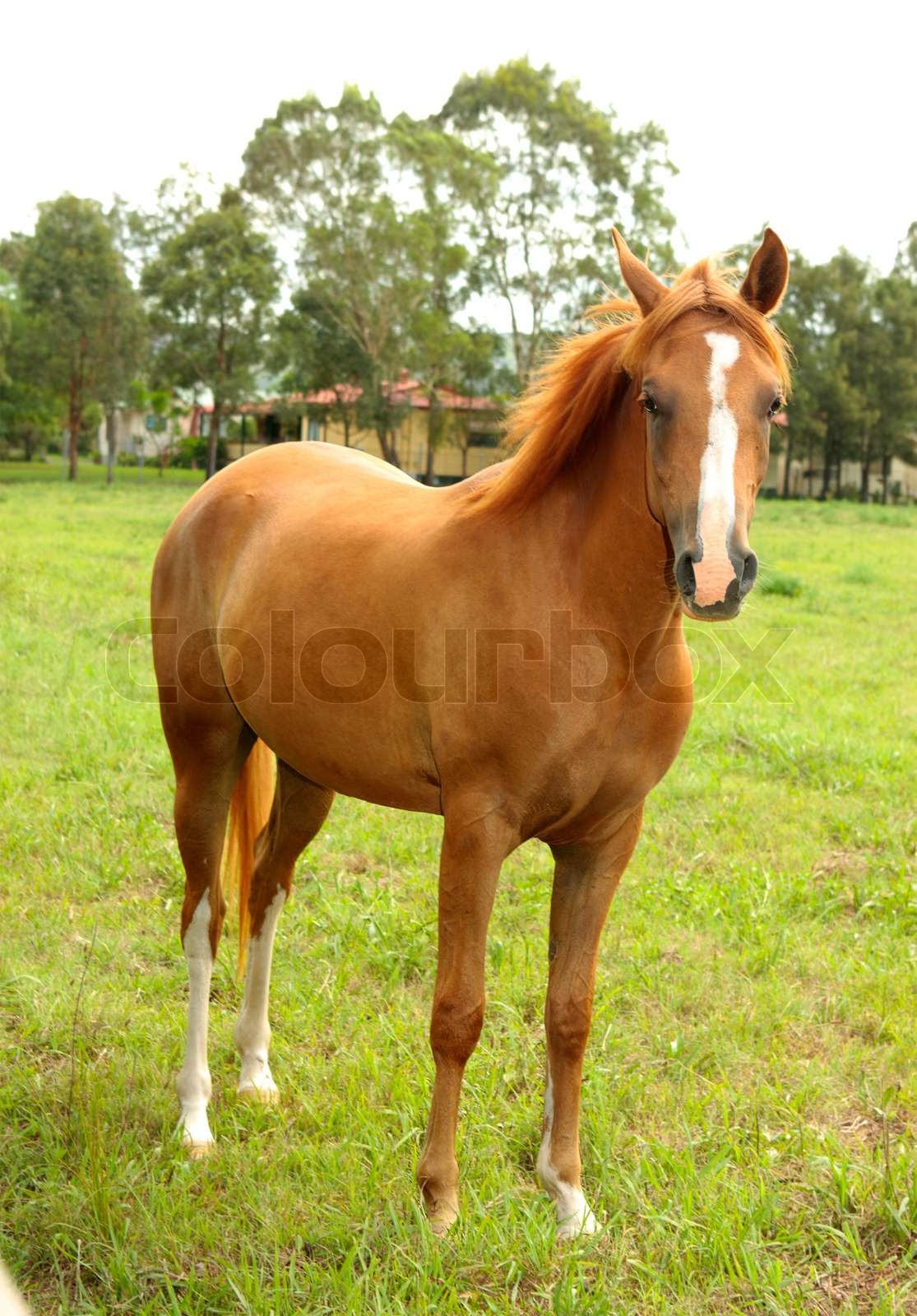Chestnut Pferd stehend in einer ländlichen Weide | Stock Bild | Colourbox