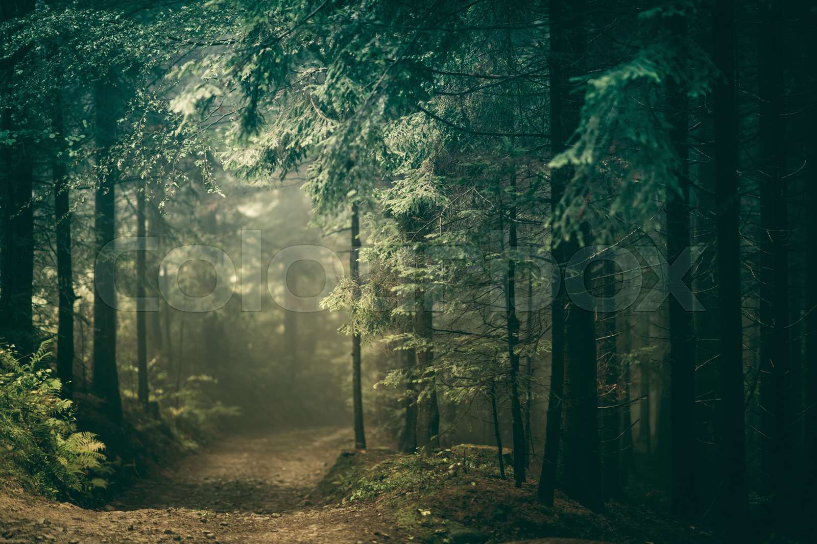 Forest Countryside Road | Stock image | Colourbox