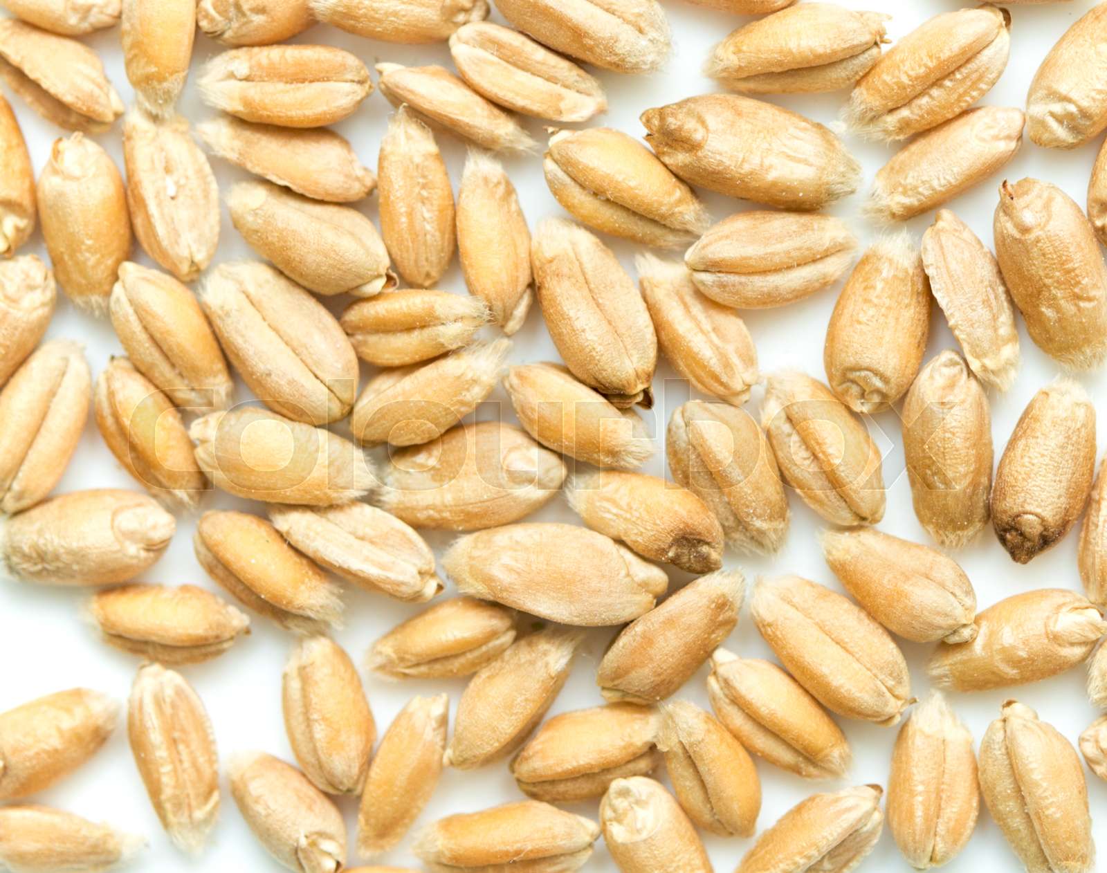 wheat grain background | Stock image | Colourbox