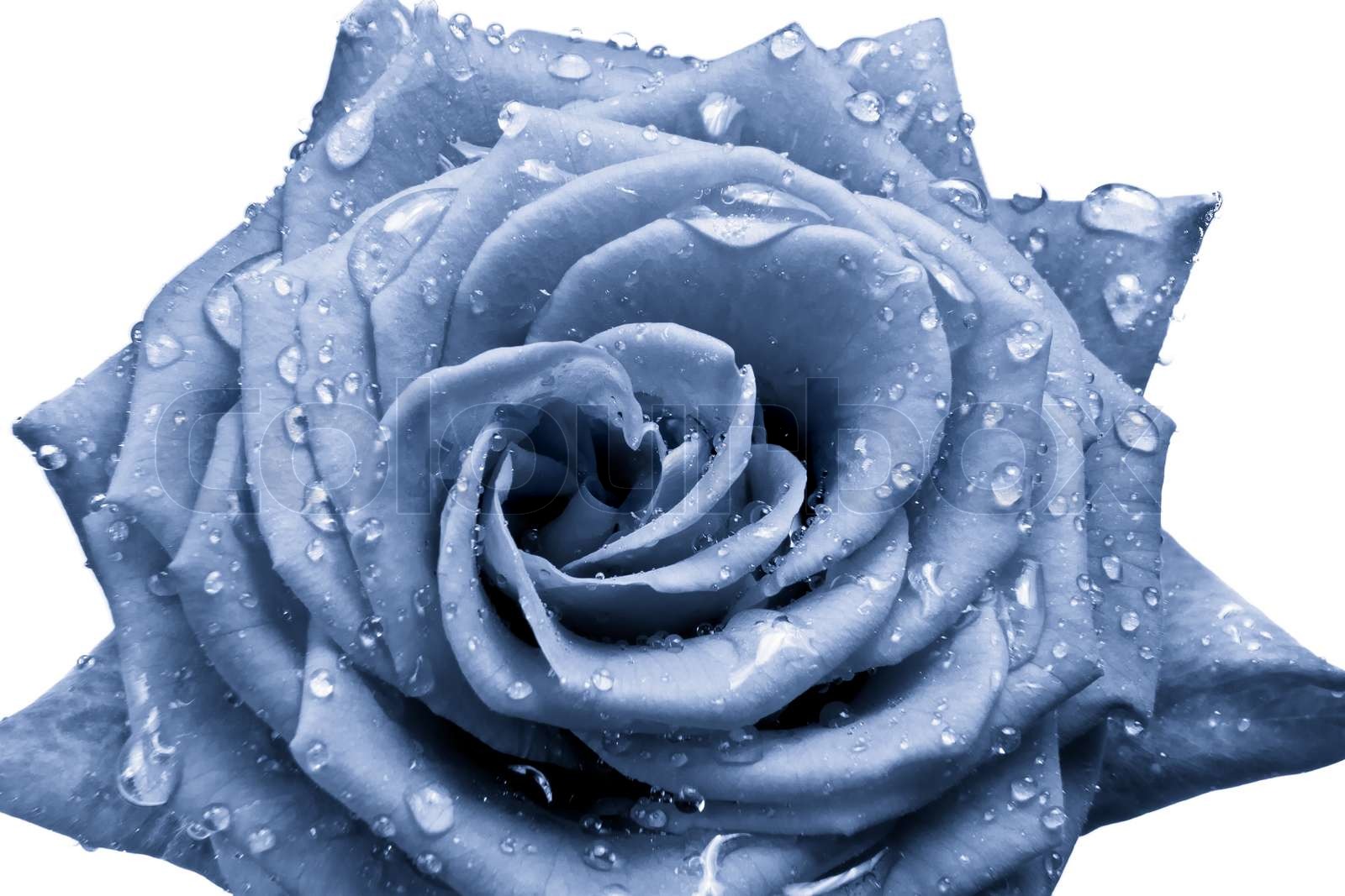 blue rose petals close up | Stock image | Colourbox