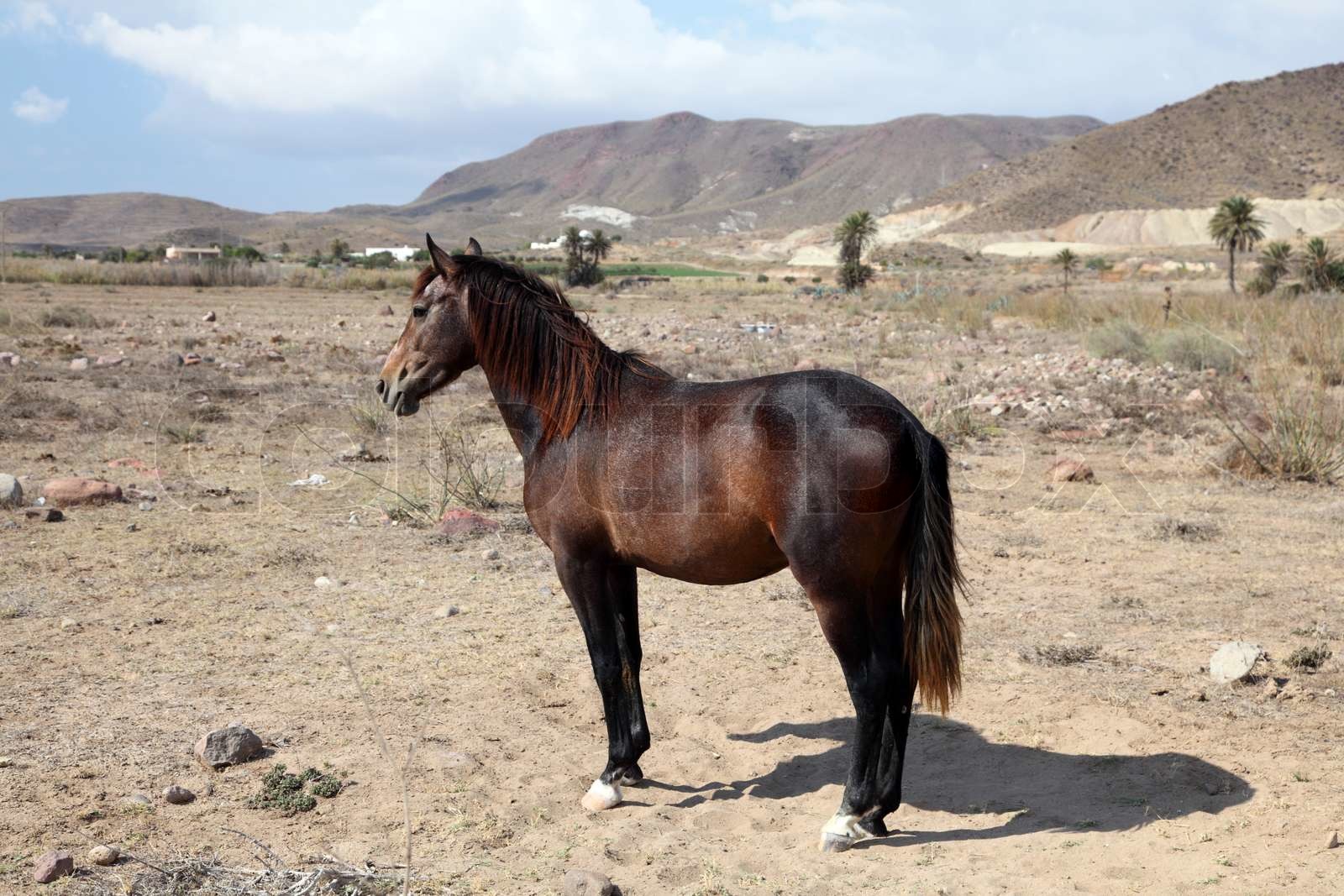 Brown Andalusian horse outdoors at a farm in Andalusia, Spain | Stock ...