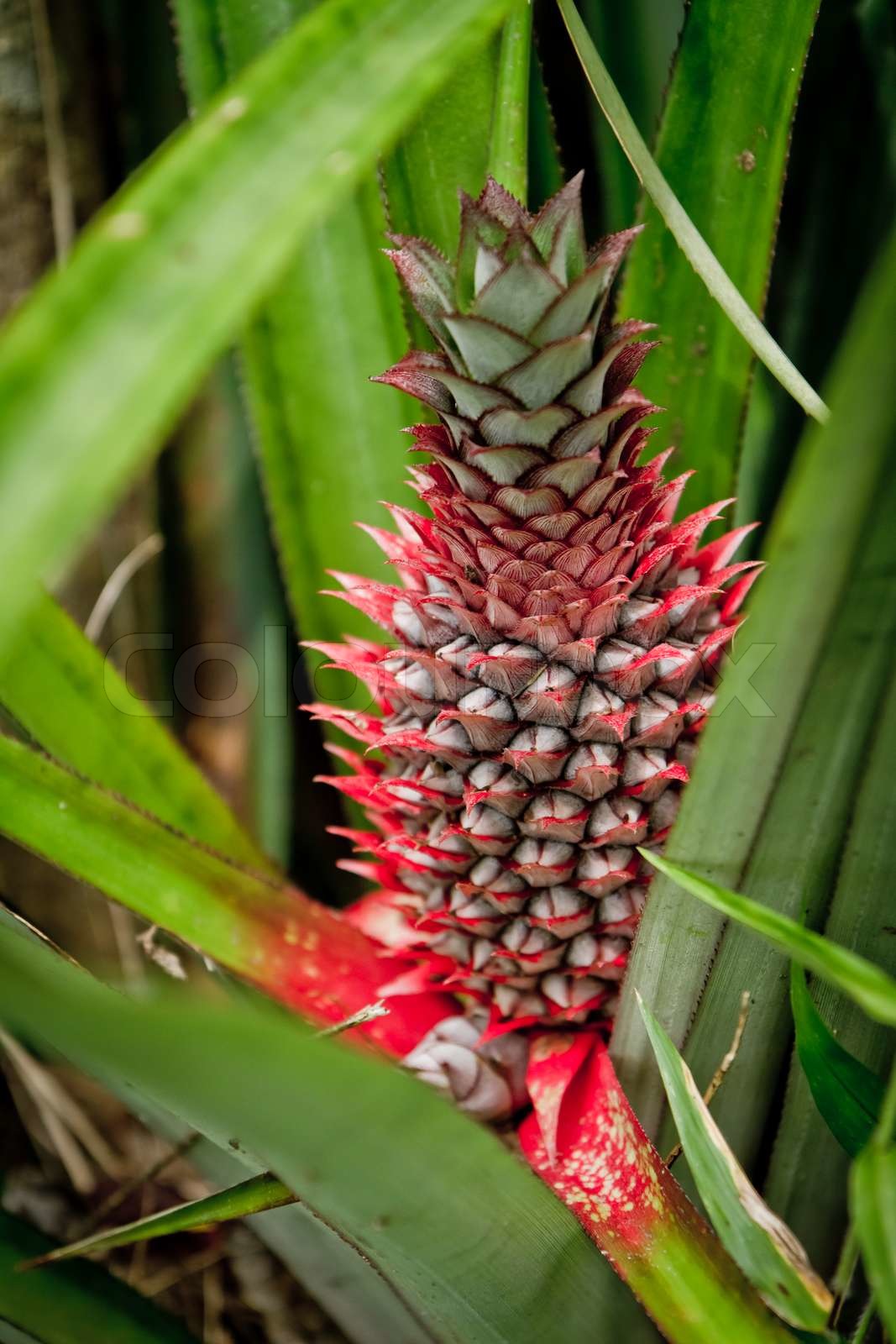 vild ananas vokser i tropisk skov | Stock foto | Colourbox