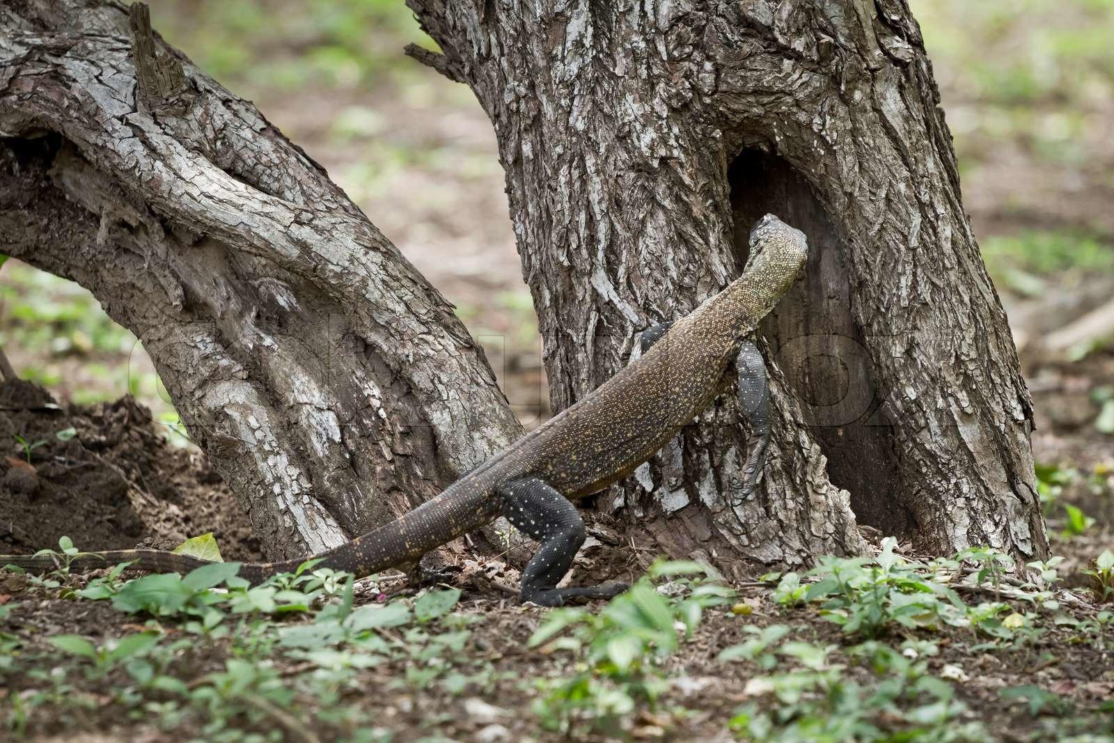 komodo dragon in Rinca Island, Indonesia | Stock image | Colourbox