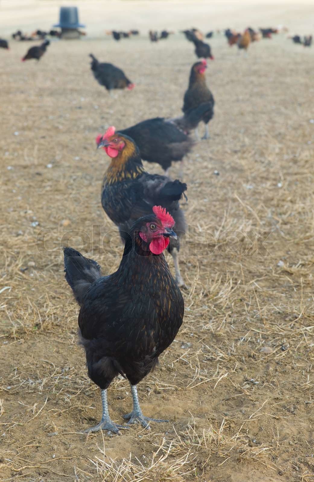 Freilandhaltung Huhn auf einem Bauernhof in der Cotswold | Stock Bild ...