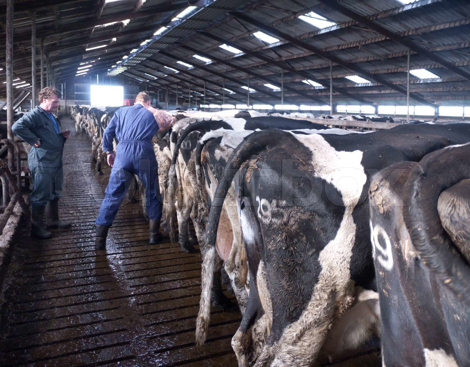Veterinarian explores a cow on a stable | Stock image | Colourbox