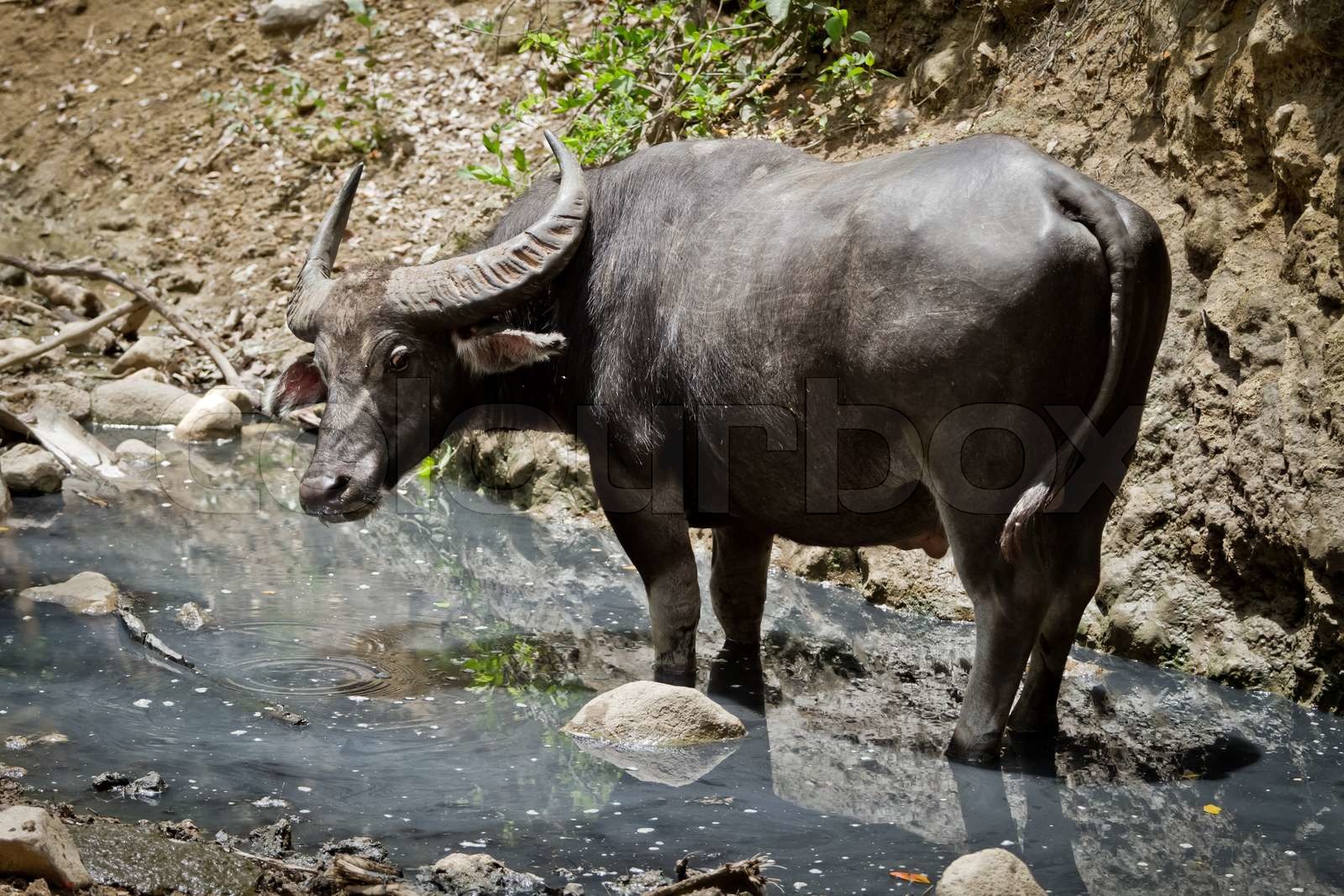 water buffalo in Rinca Island, Indonesia | Stock image | Colourbox