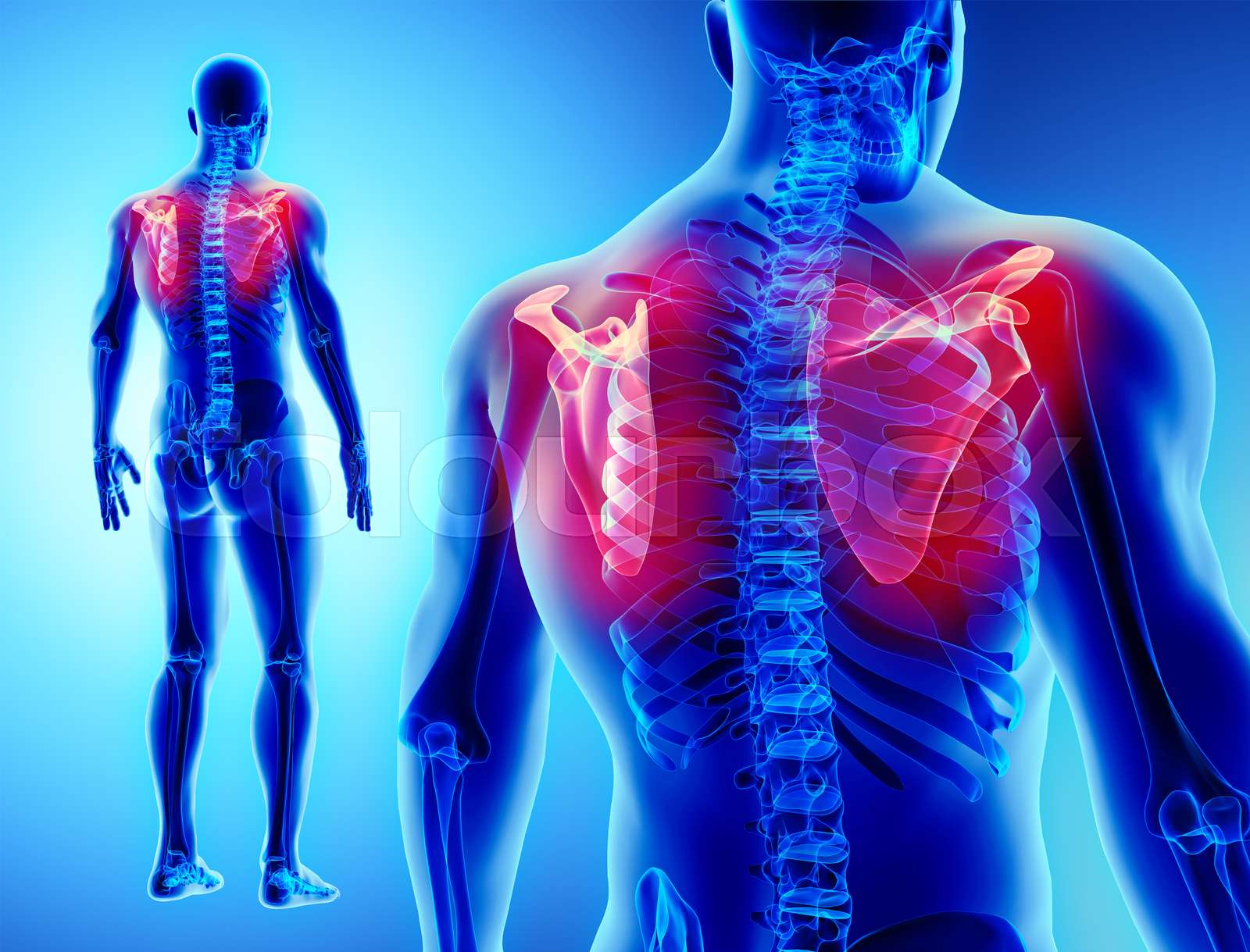 3D illustration of Scapula, medical concept. | Stock image | Colourbox