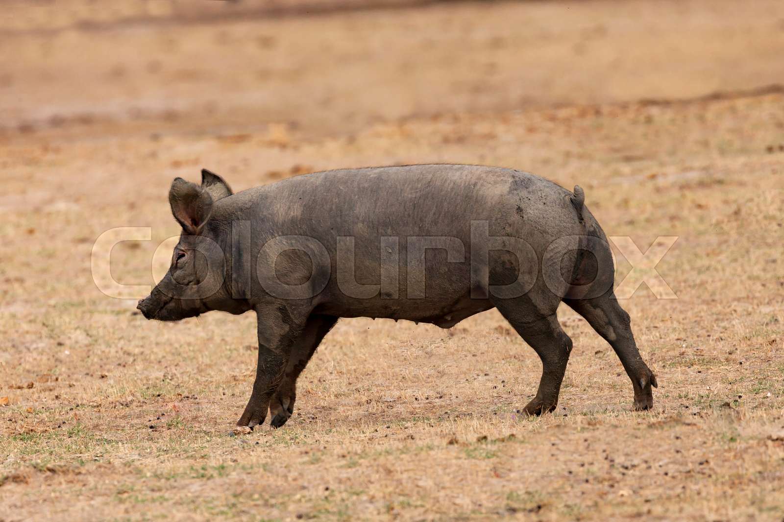 schwein, moor, iberische | Stock Bild | Colourbox