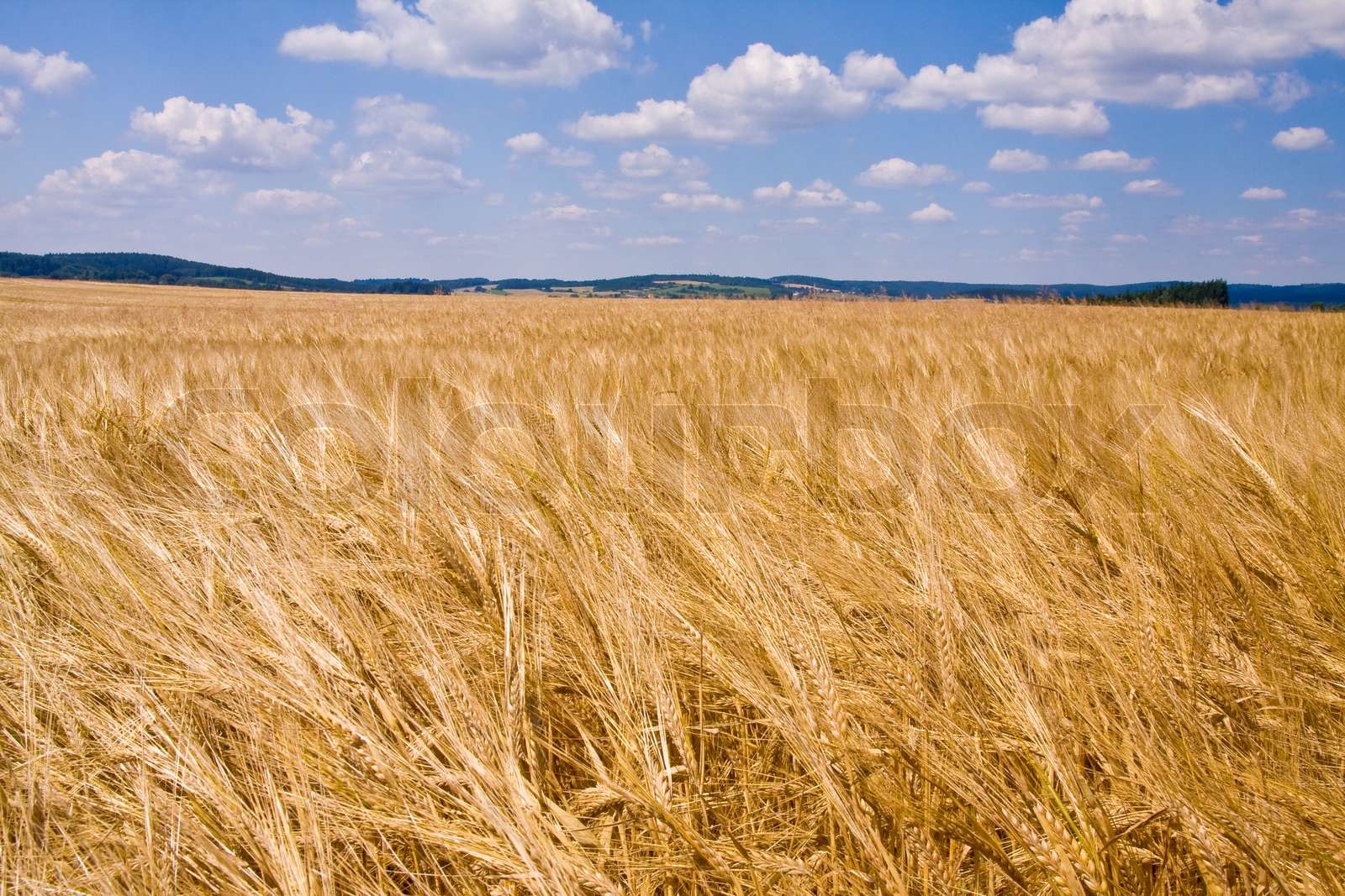 hafer, weiß, golden | Stock Bild | Colourbox