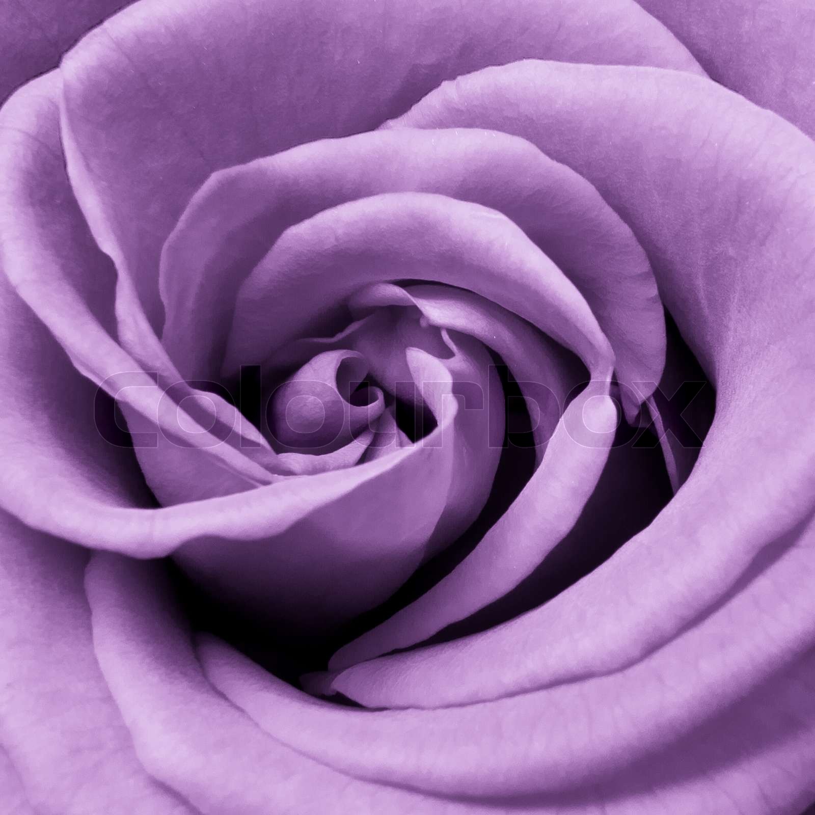 close up of violet rose petals | Stock image | Colourbox