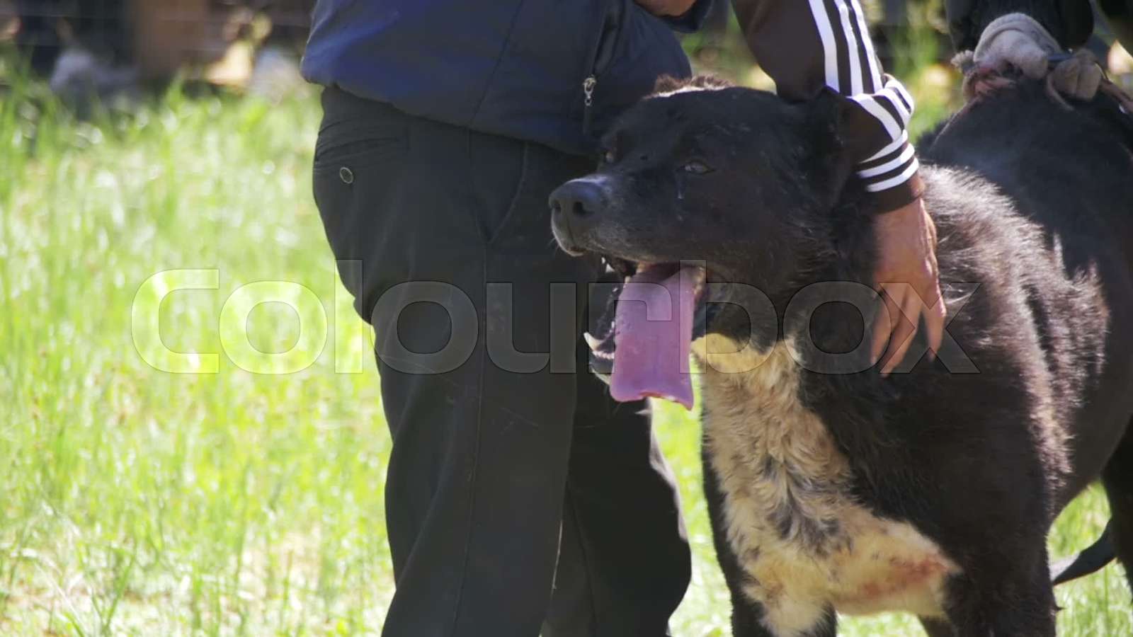 Dog Fights Show. Big Bloodied Dogs of Caucasian Breed Breathes Tongue ...