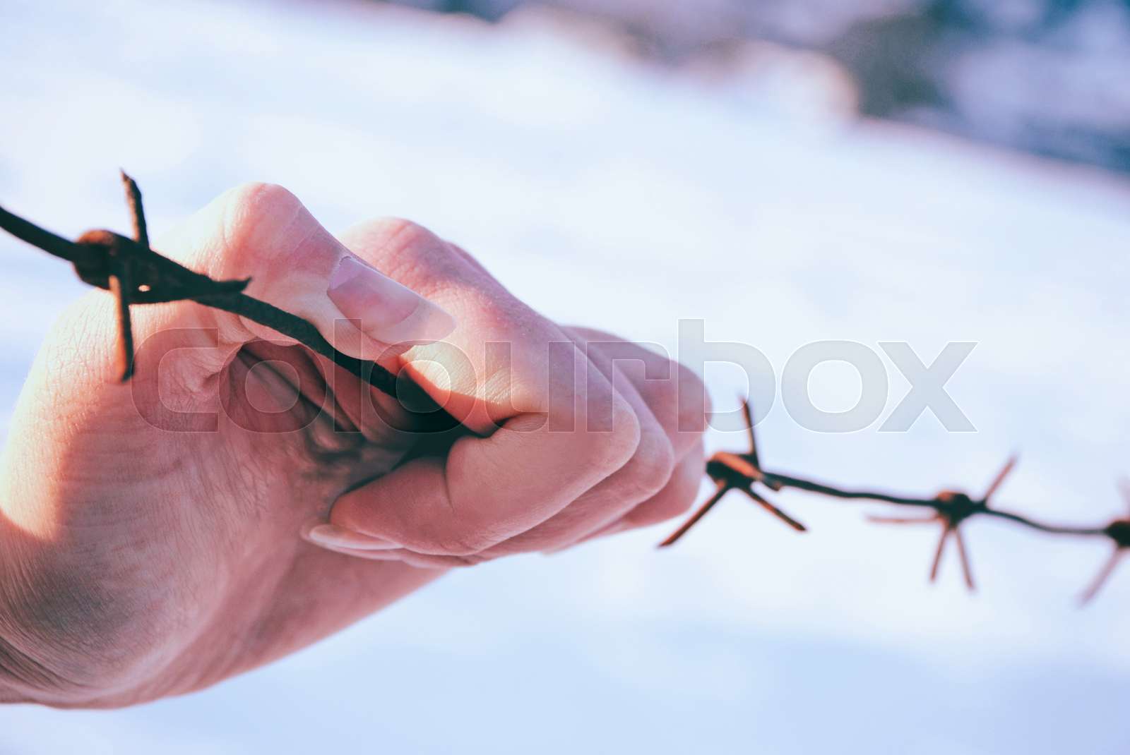 hand holding a barbed wire | Stock image | Colourbox