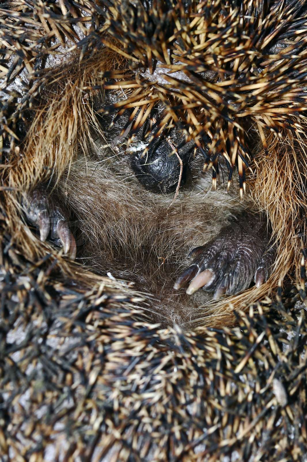 Eine Igel hat sich zum Schutz eingerollt. Ein eingerollter Igel | Stock Bild | Colourbox