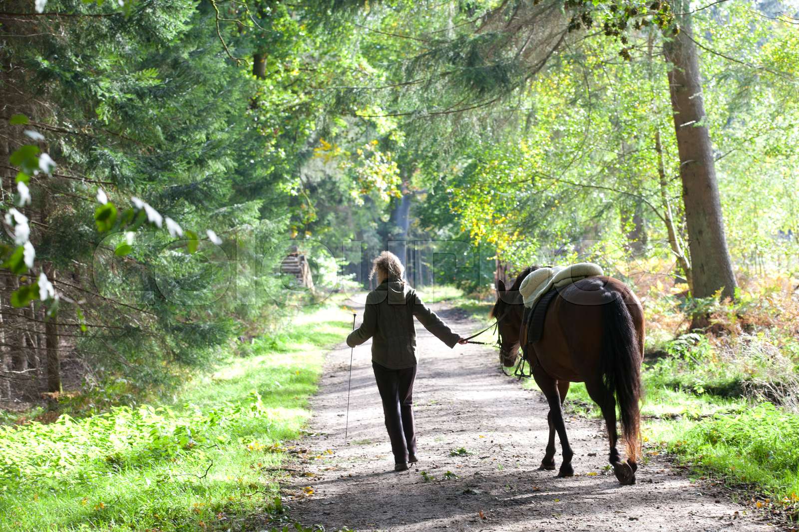 Girl riding a horse in a forest in Denmark | Stock image | Colourbox
