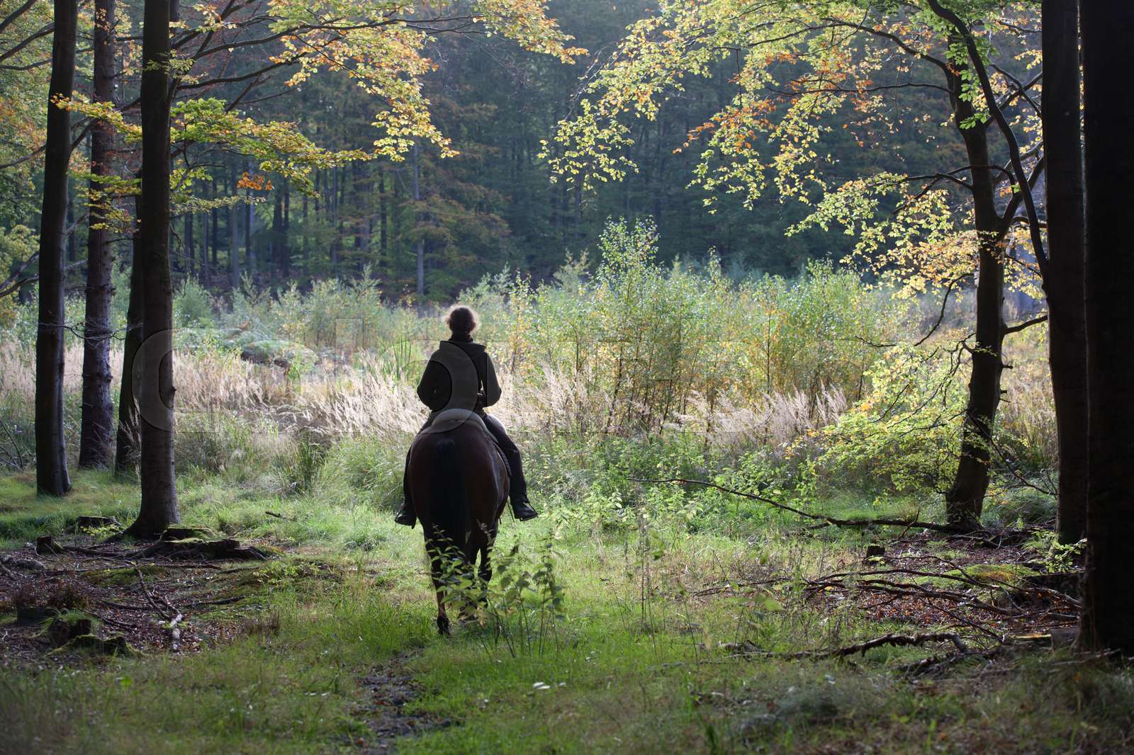 Girl riding a horse in a forest in Denmark | Stock image | Colourbox