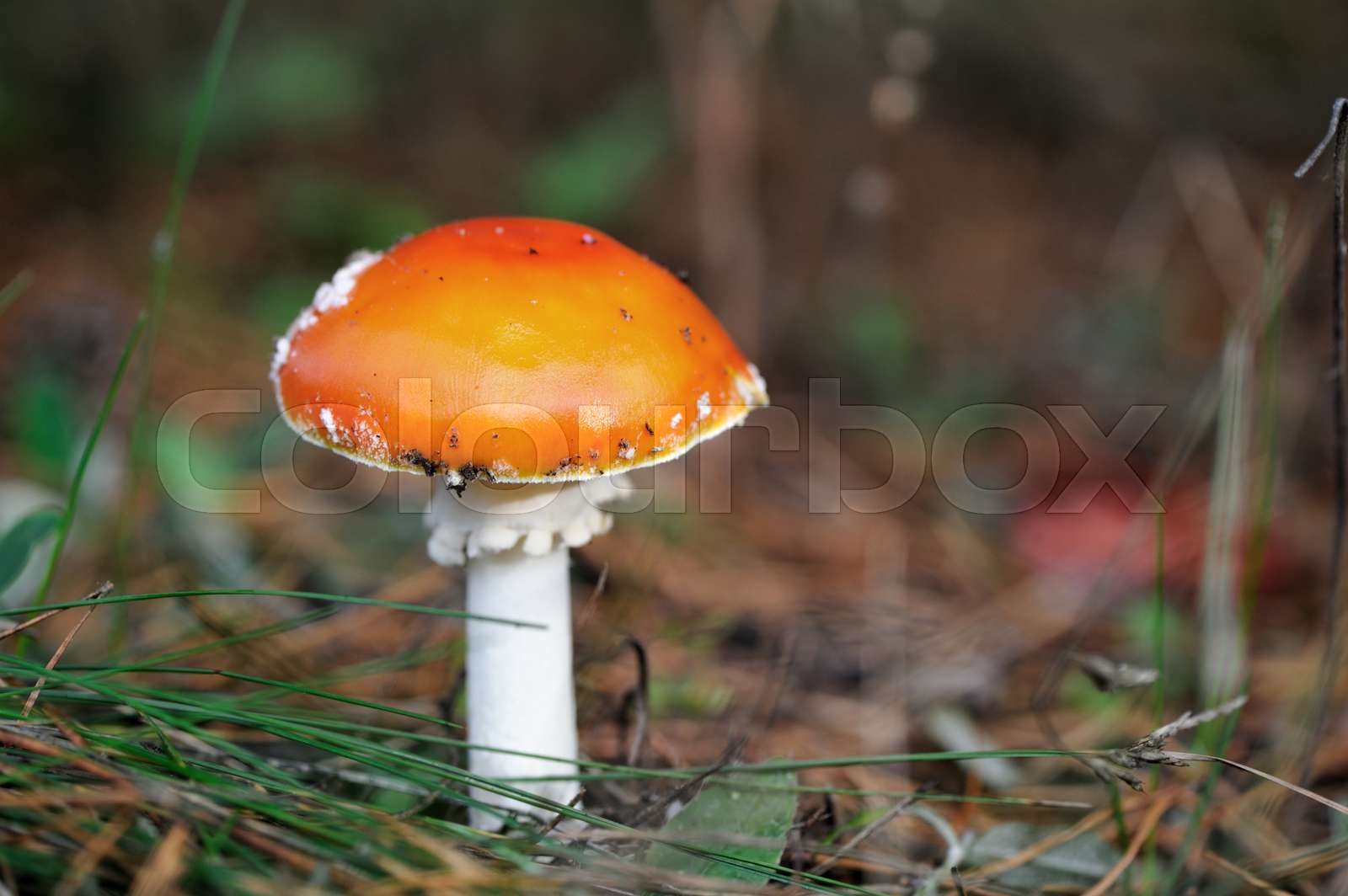 pilz, stengel, holz | Stock Bild | Colourbox