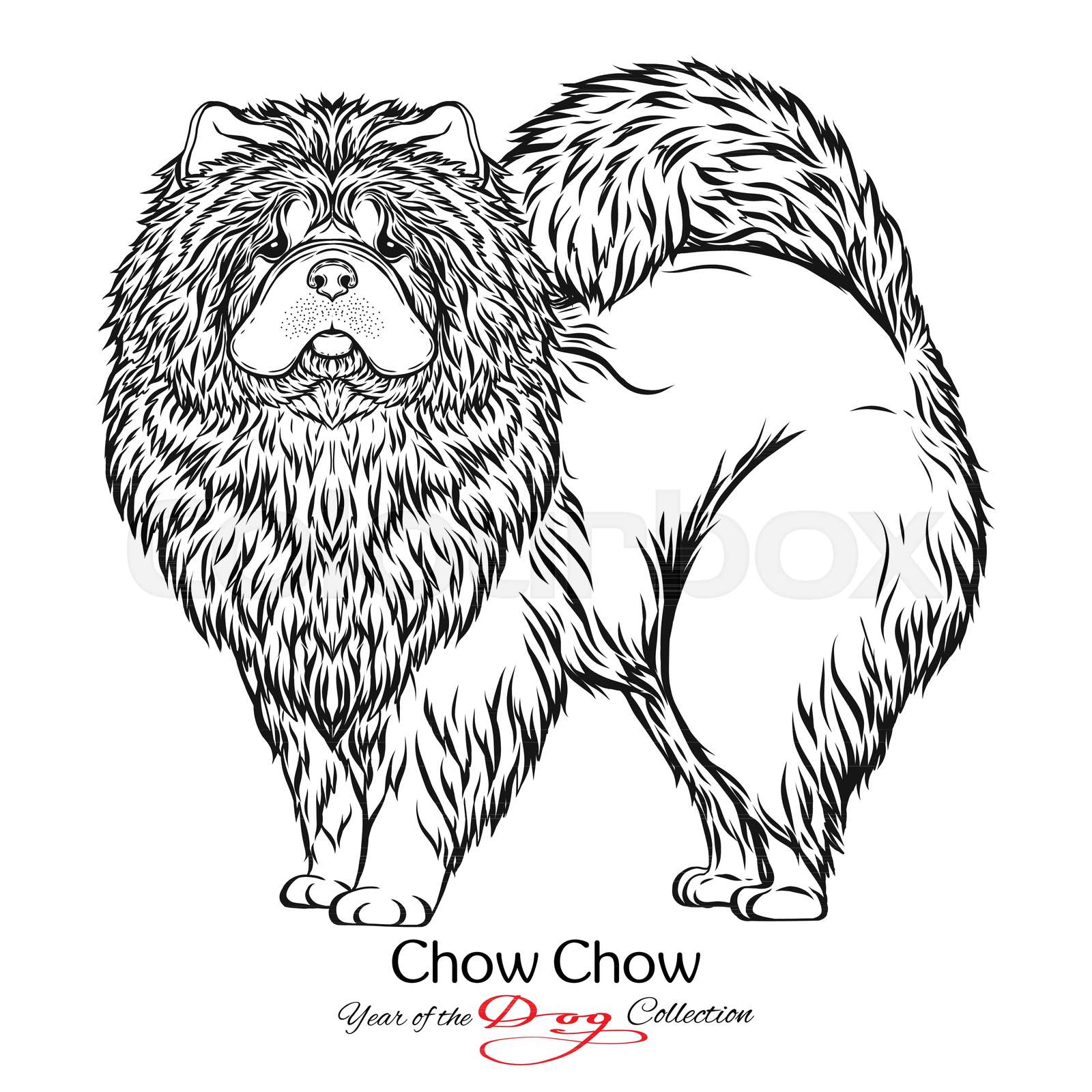 Chow Chow. Black and white graphic drawing of a dog. | Stock vector ...