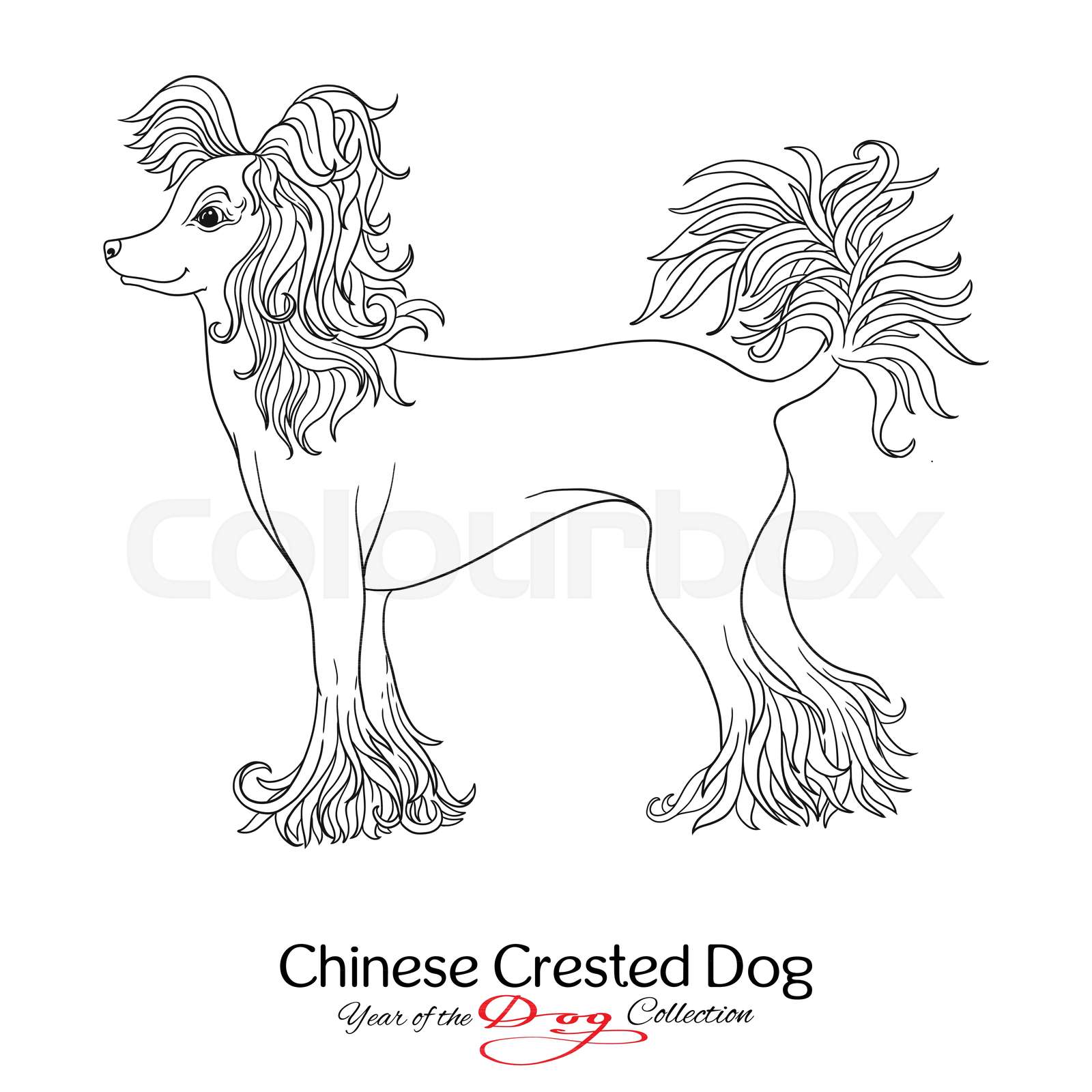Chinese Crested Dog. Black and white graphic drawing of a dog. | Stock ...