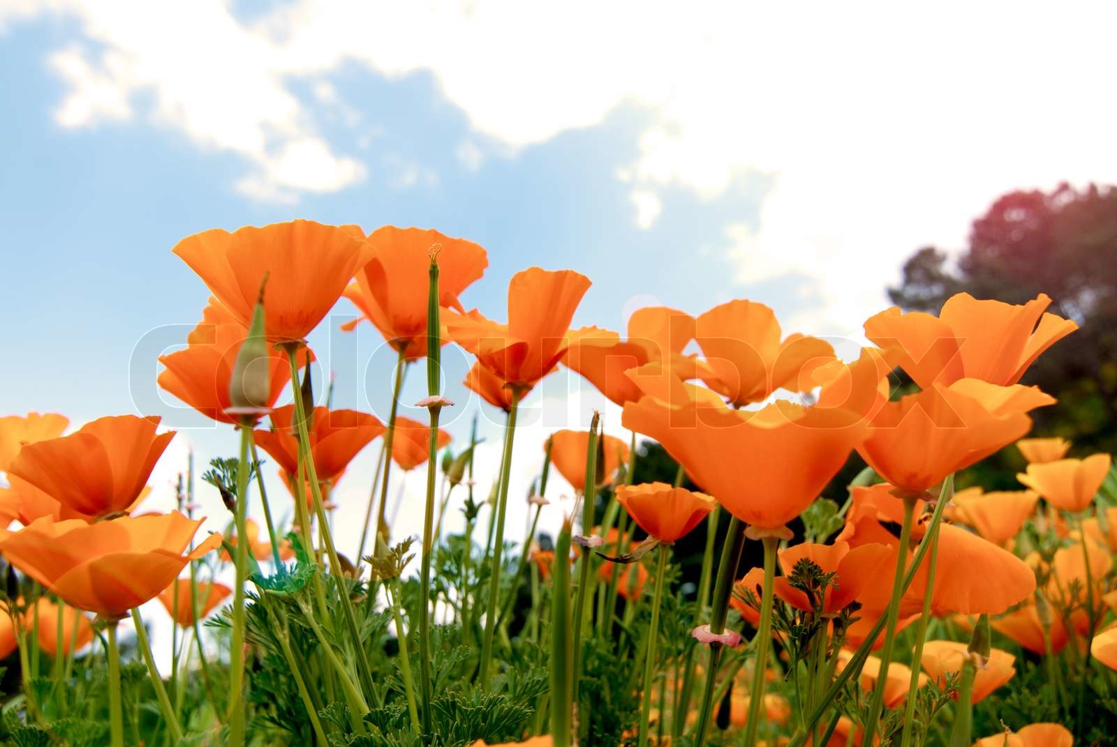 Orange Poppies Field shoot against blue sky with sun burst and lens ...