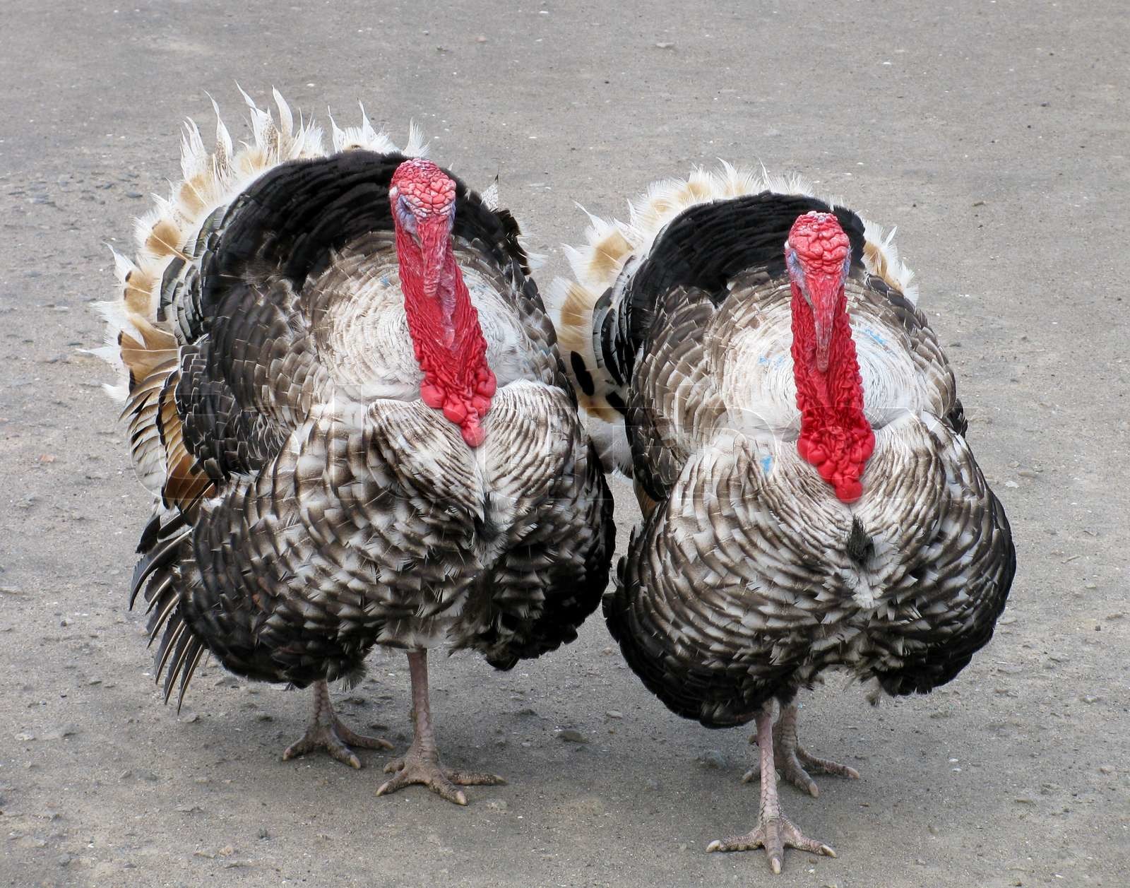 couple of turkeys | Stock image | Colourbox