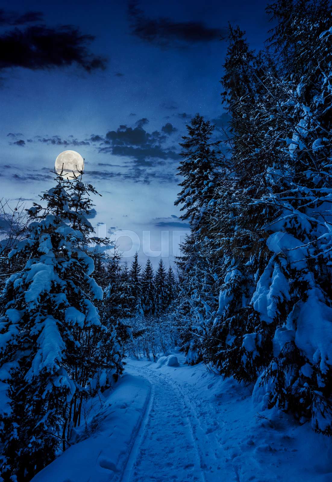 path through spruce forest in winter at night | Stock image | Colourbox
