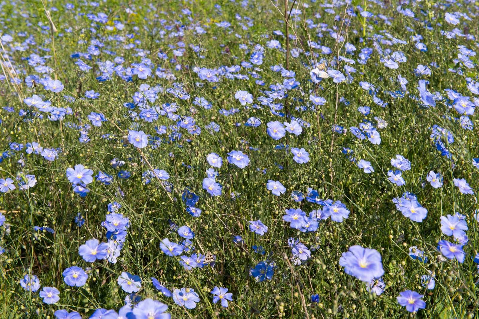 Field with blue flax flowers. | Stock image | Colourbox
