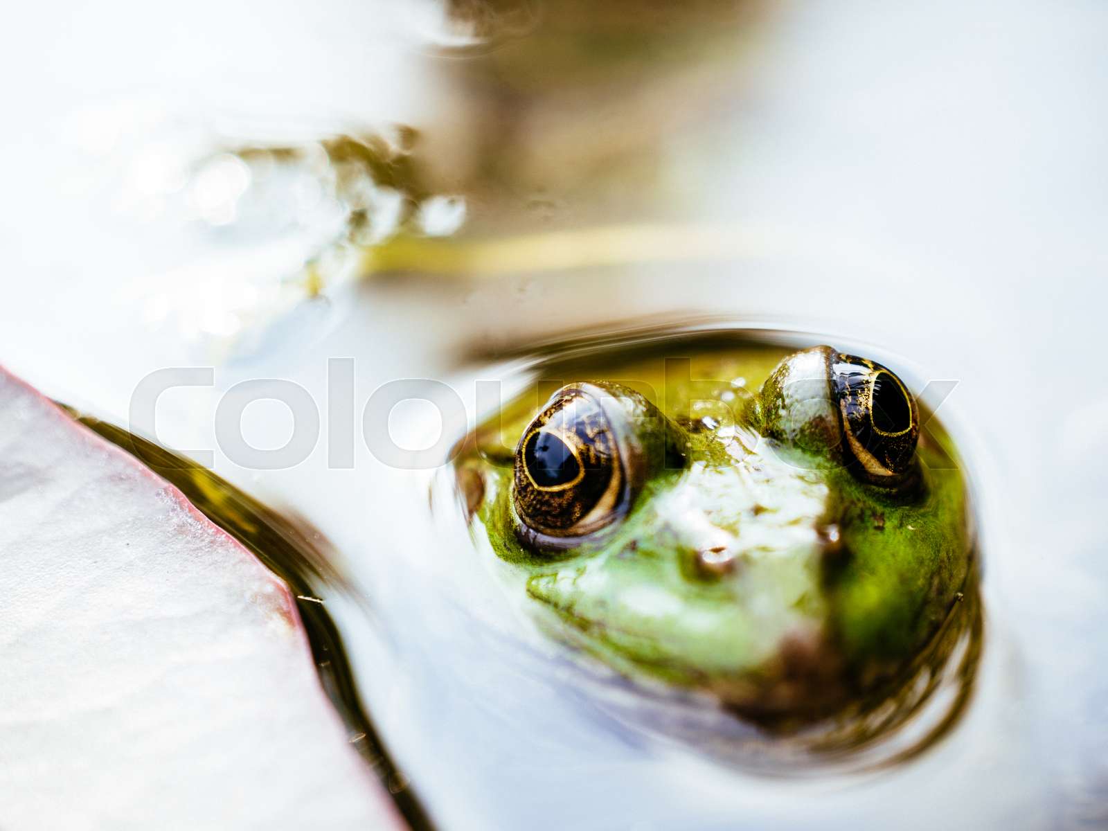 Frog with detailed close-up of the blinking eye | Stock image | Colourbox