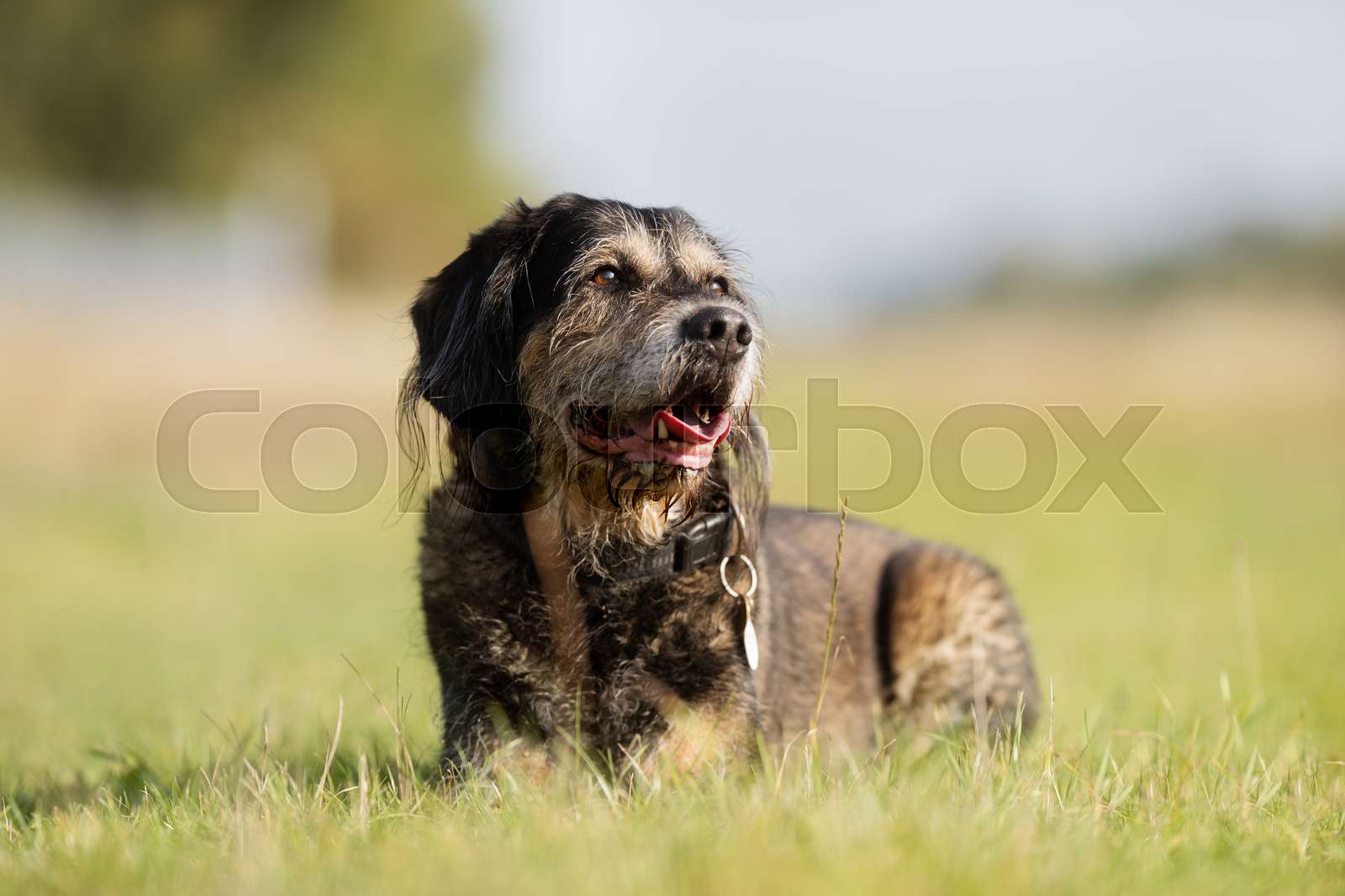 Dog in nature | Stock image | Colourbox