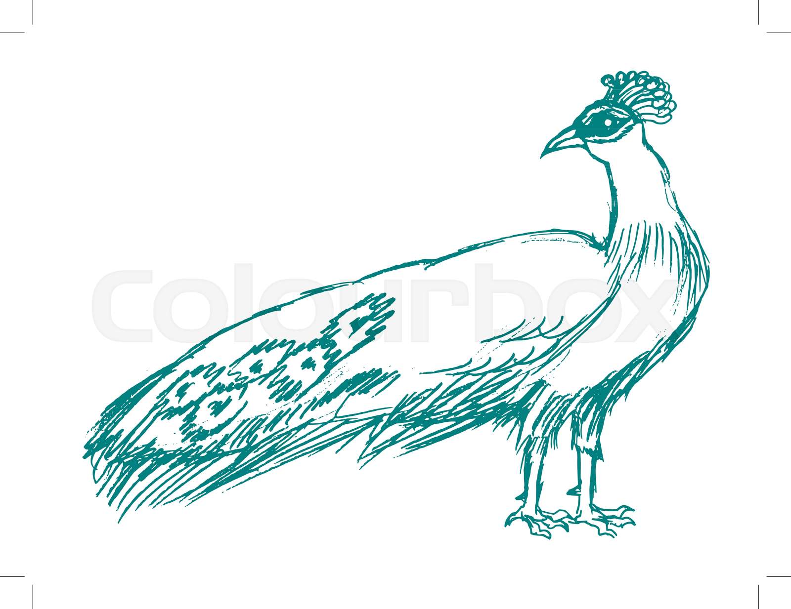 peacock, side view | Stock vector | Colourbox