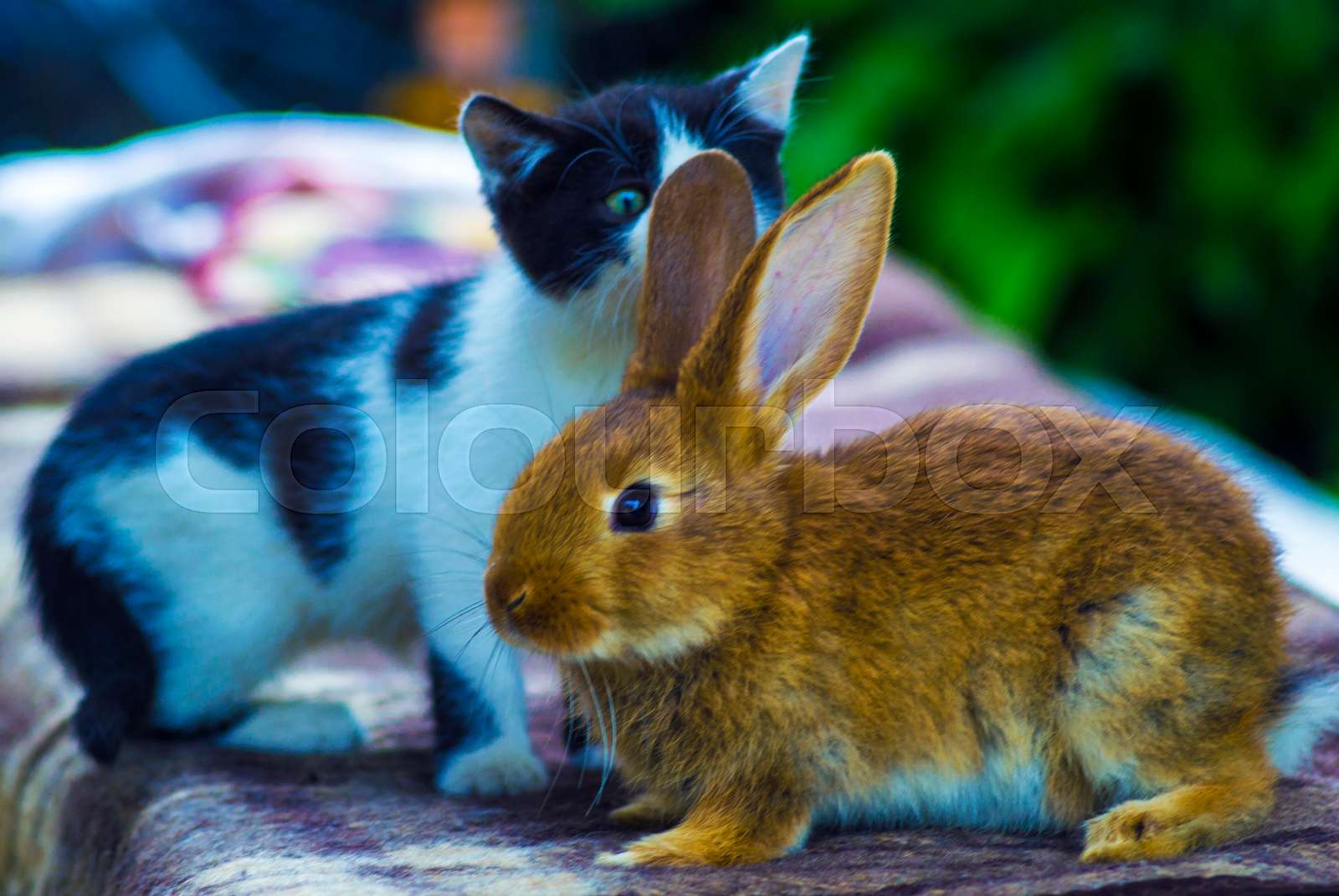 rabbit and kitten | Stock image | Colourbox