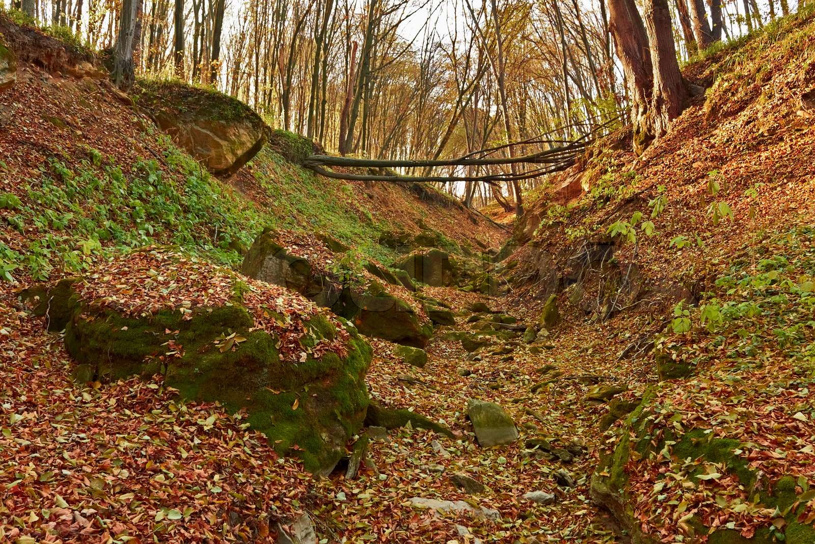 Ravine in den Wald Kalksteine mit grünem Moos unter den gefallenen ...