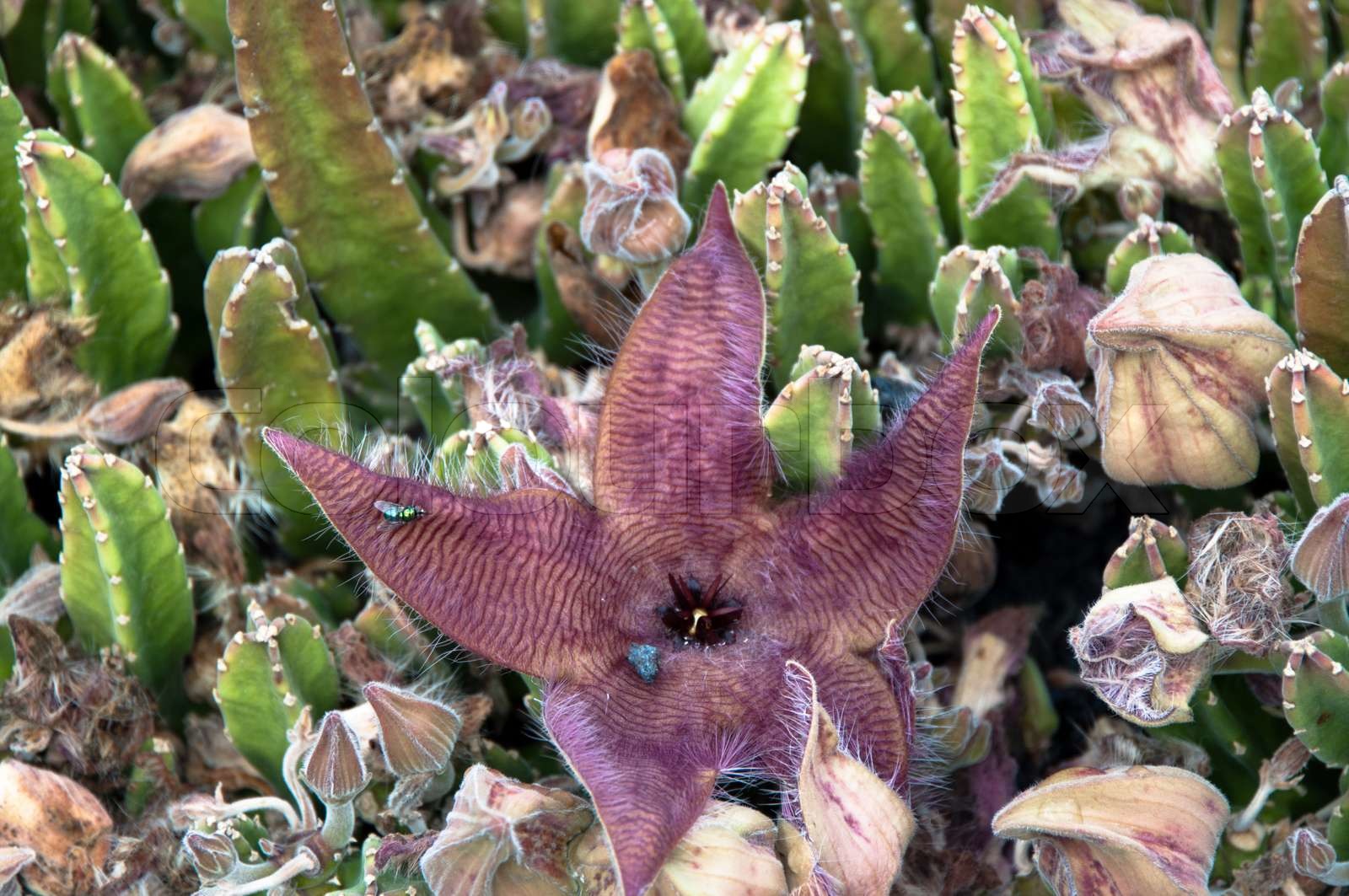 Closeup of carnivorous Succulent Cactus Plant with trapped fly | Stock ...