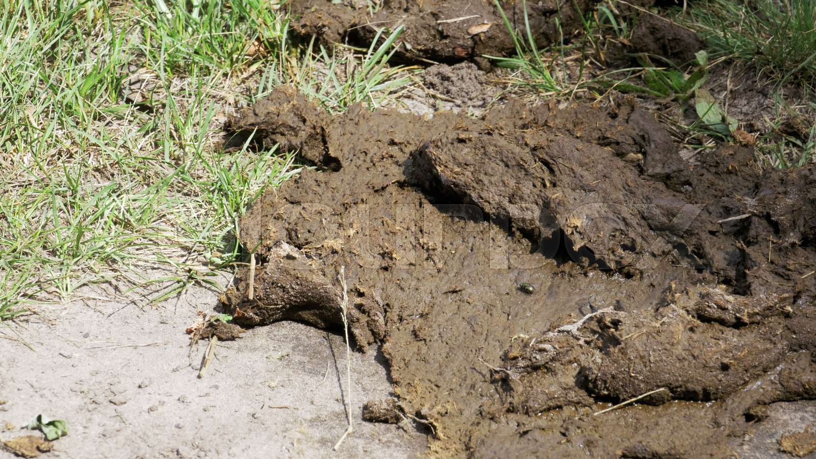 Cow shit in the meadow. | Stock video | Colourbox