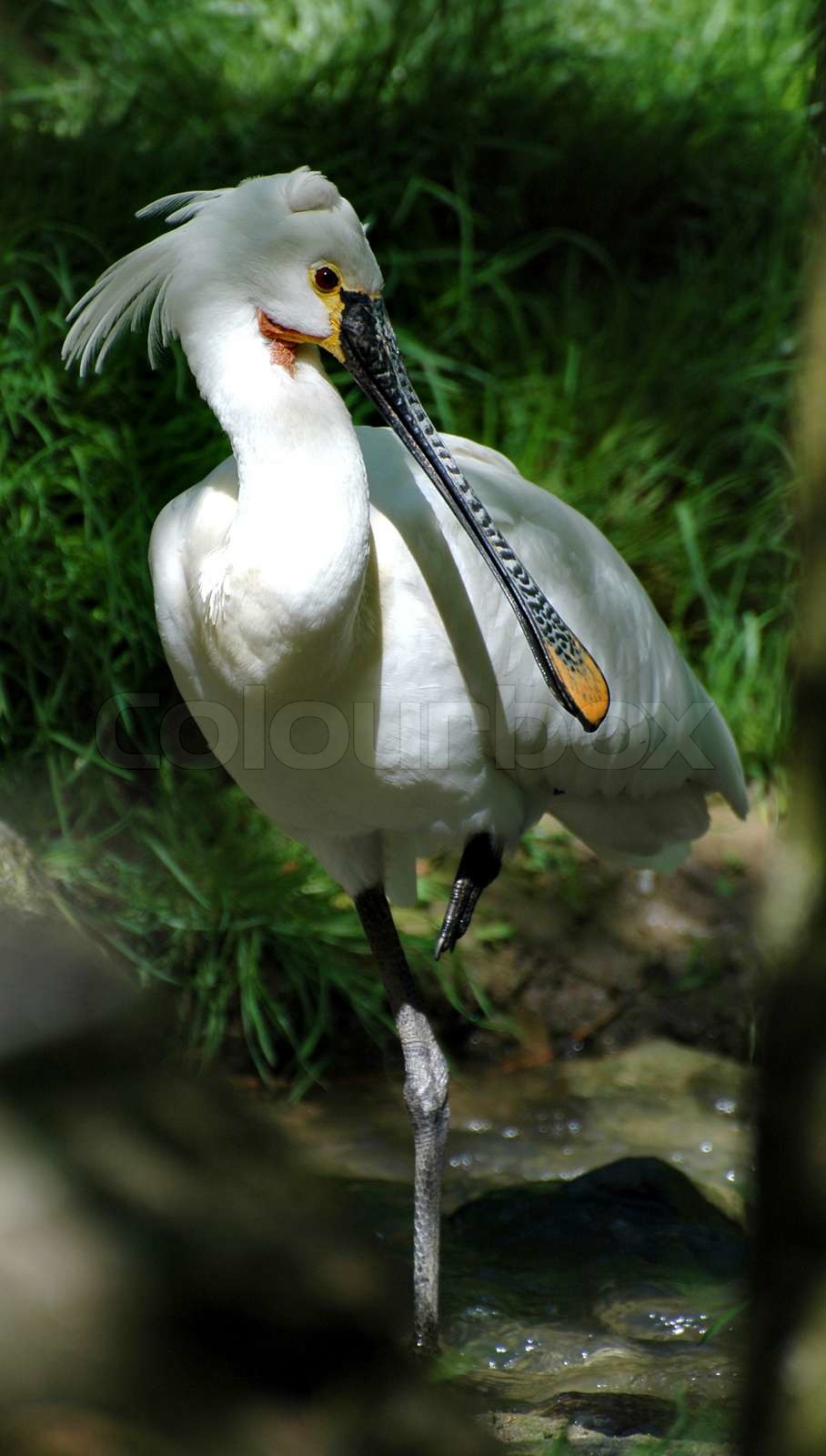 Spoonbill bird in the ZOO | Stock image | Colourbox