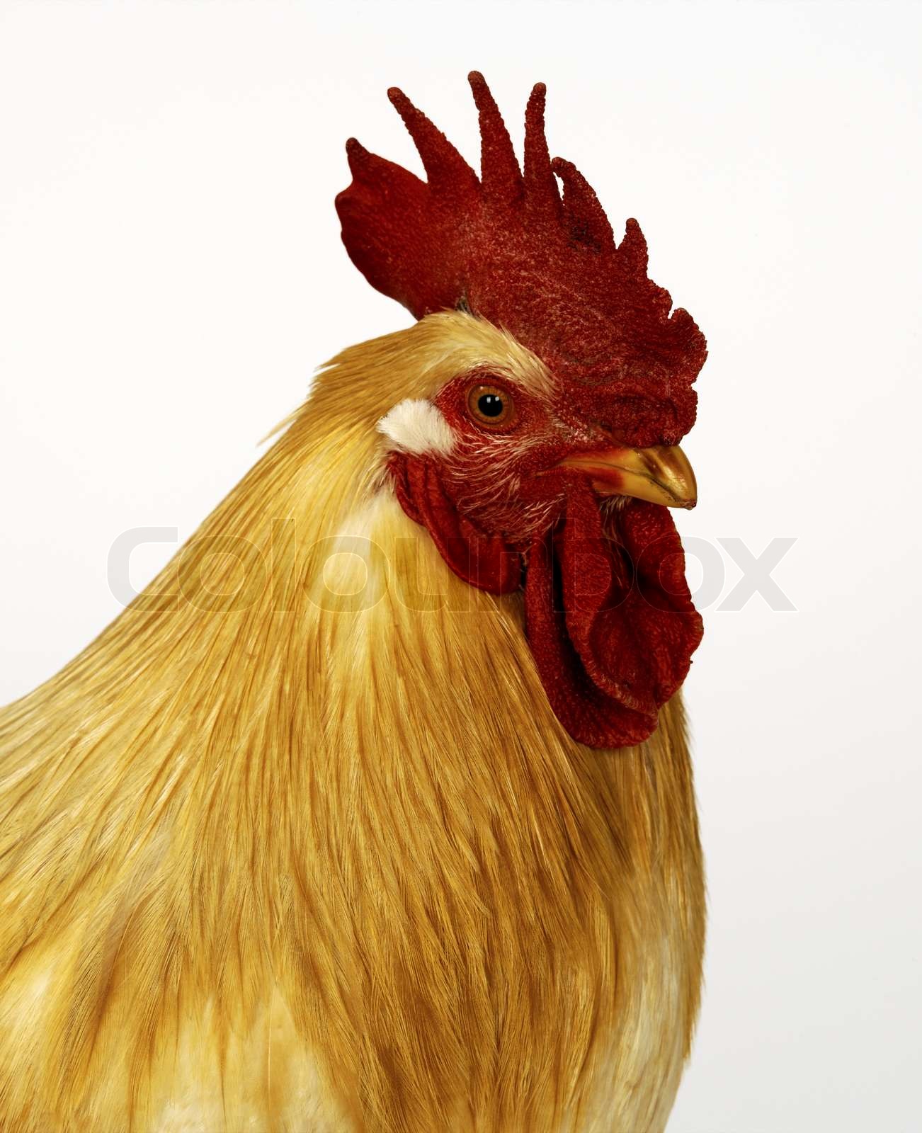 Thailand male chicken | Stock image | Colourbox