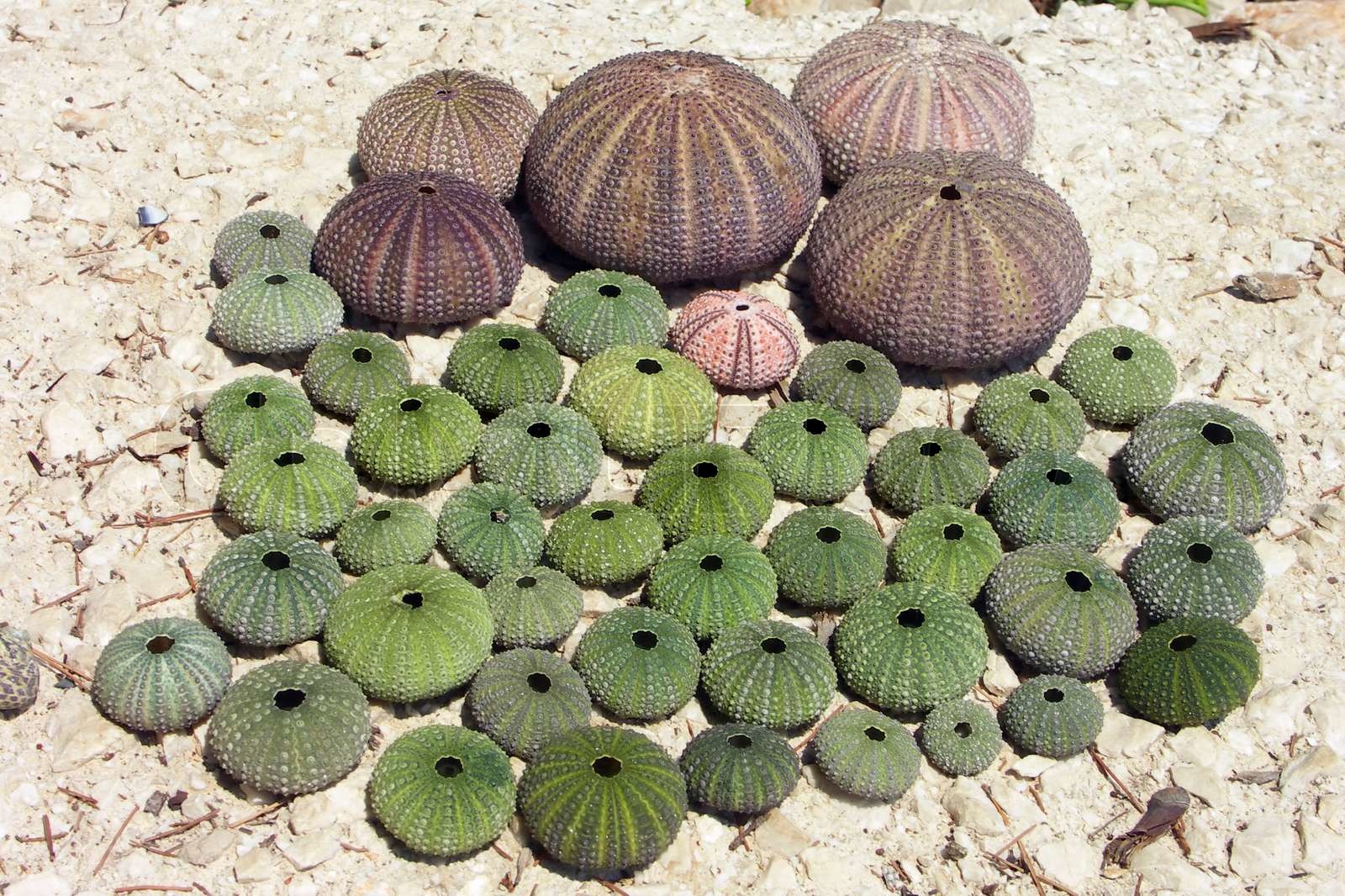 Seeigel am sehr schönen Strand in Kroatien | Stock Bild | Colourbox