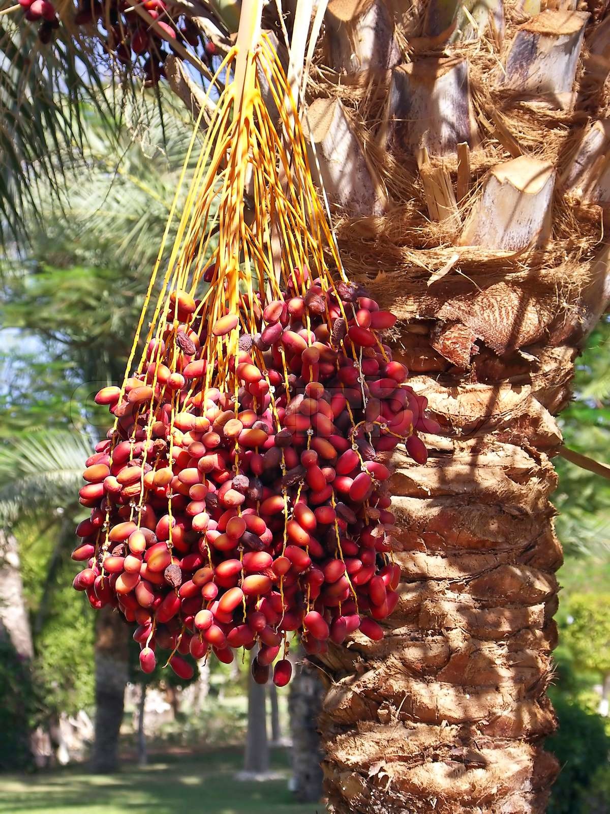 Exotic - Egypt - palm with fruits | Stock image | Colourbox