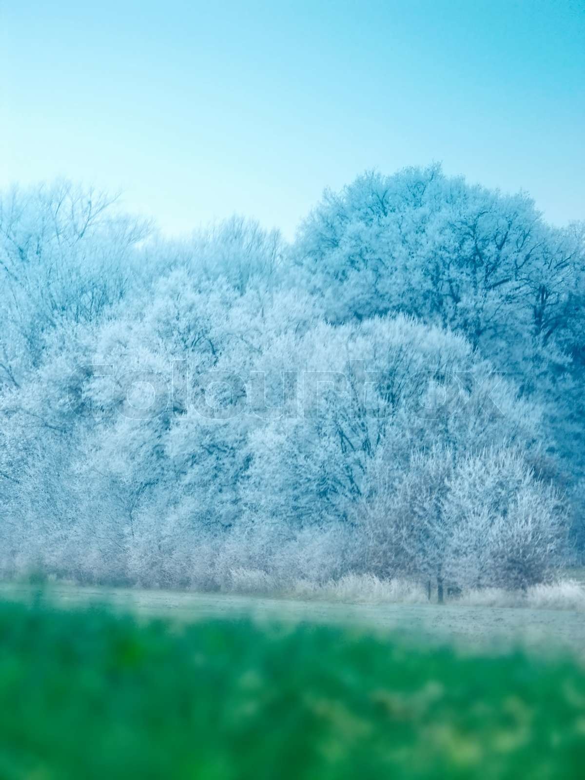 "Frozen Landscape - trees in winter wonderland" | Stock image | Colourbox