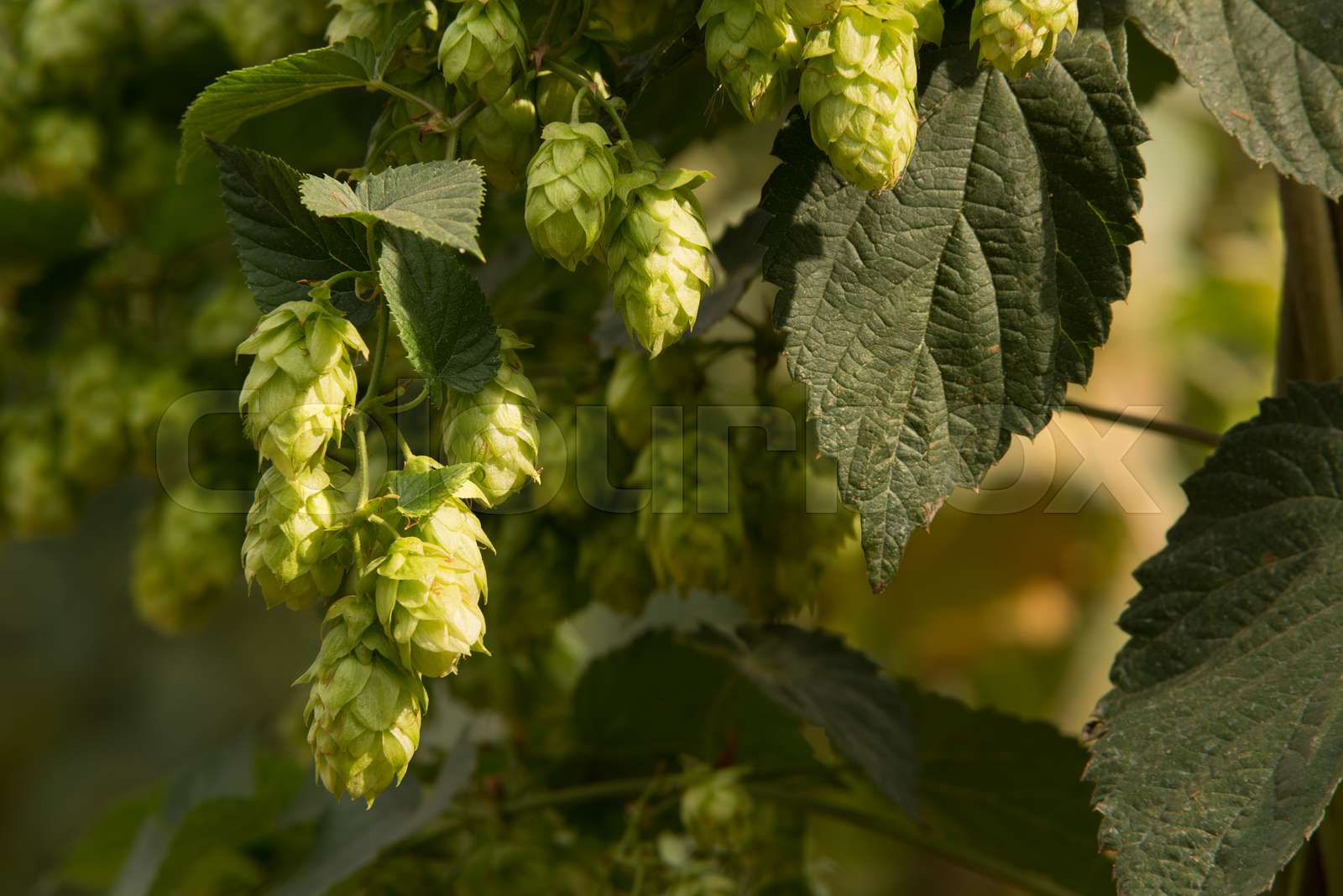 hop cones in the hop field | Stock image | Colourbox