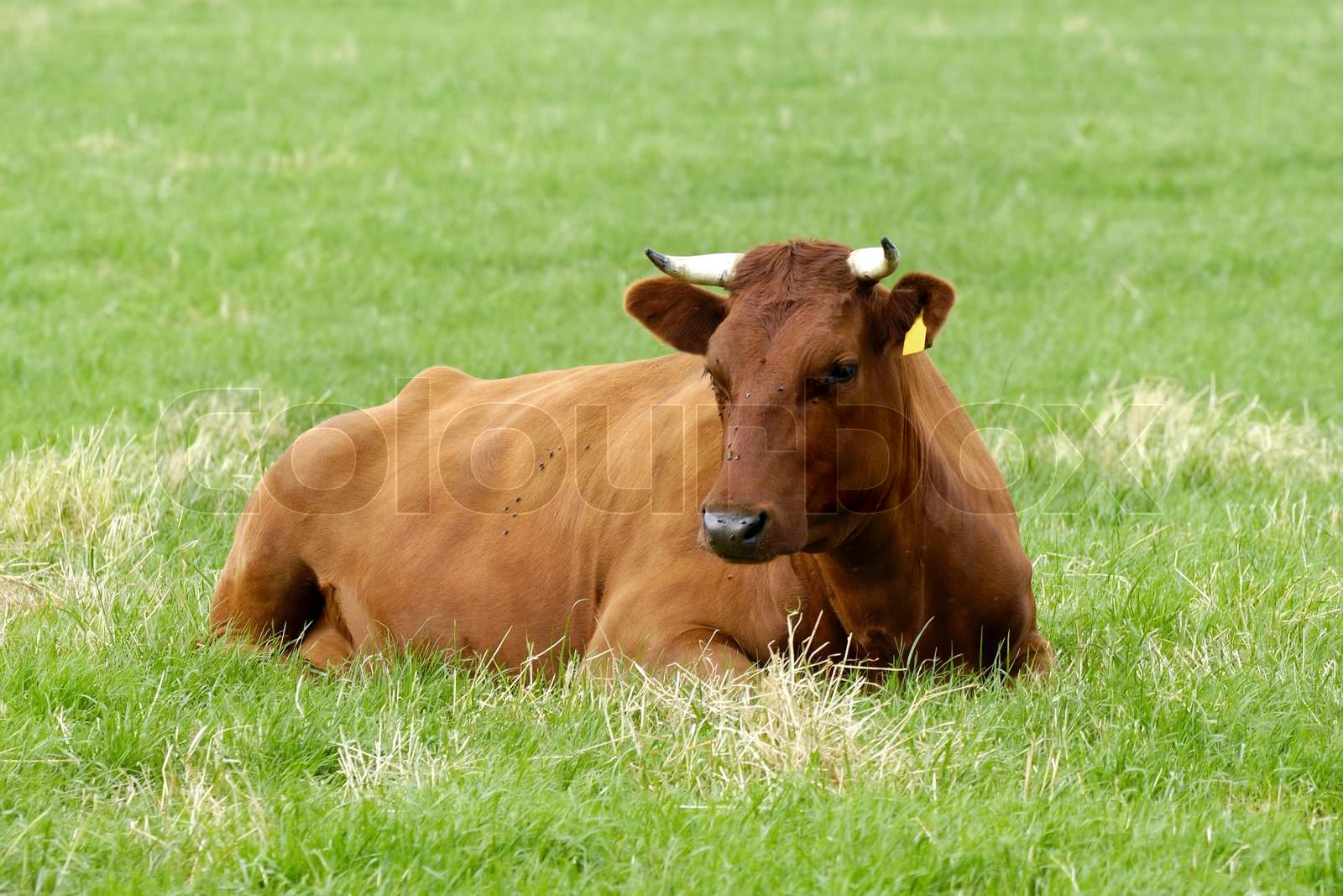 Cow is resting on a green grass field | Stock image | Colourbox