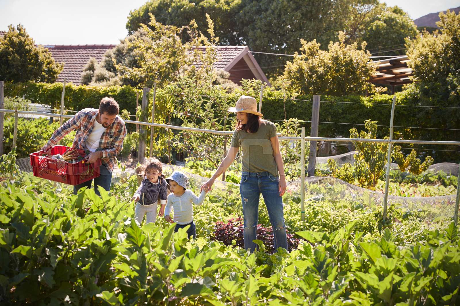 Family Harvesting Produce From Allotment Together | Stock image | Colourbox