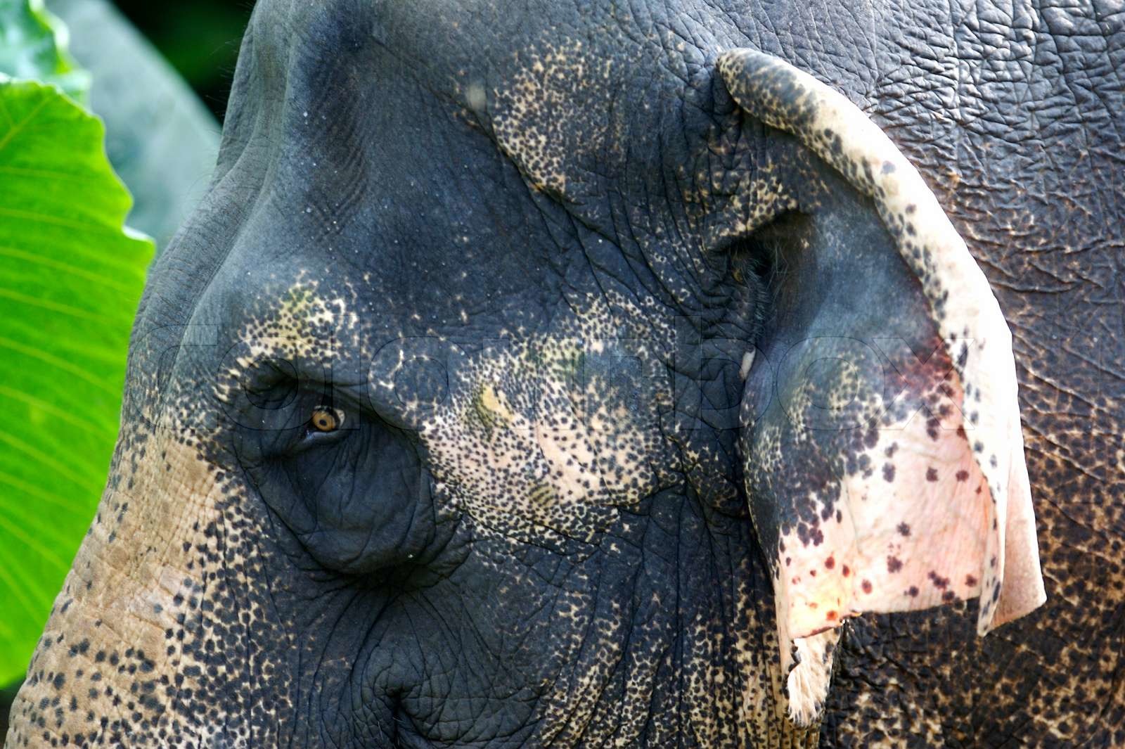 Asian Elephant | Stock image | Colourbox