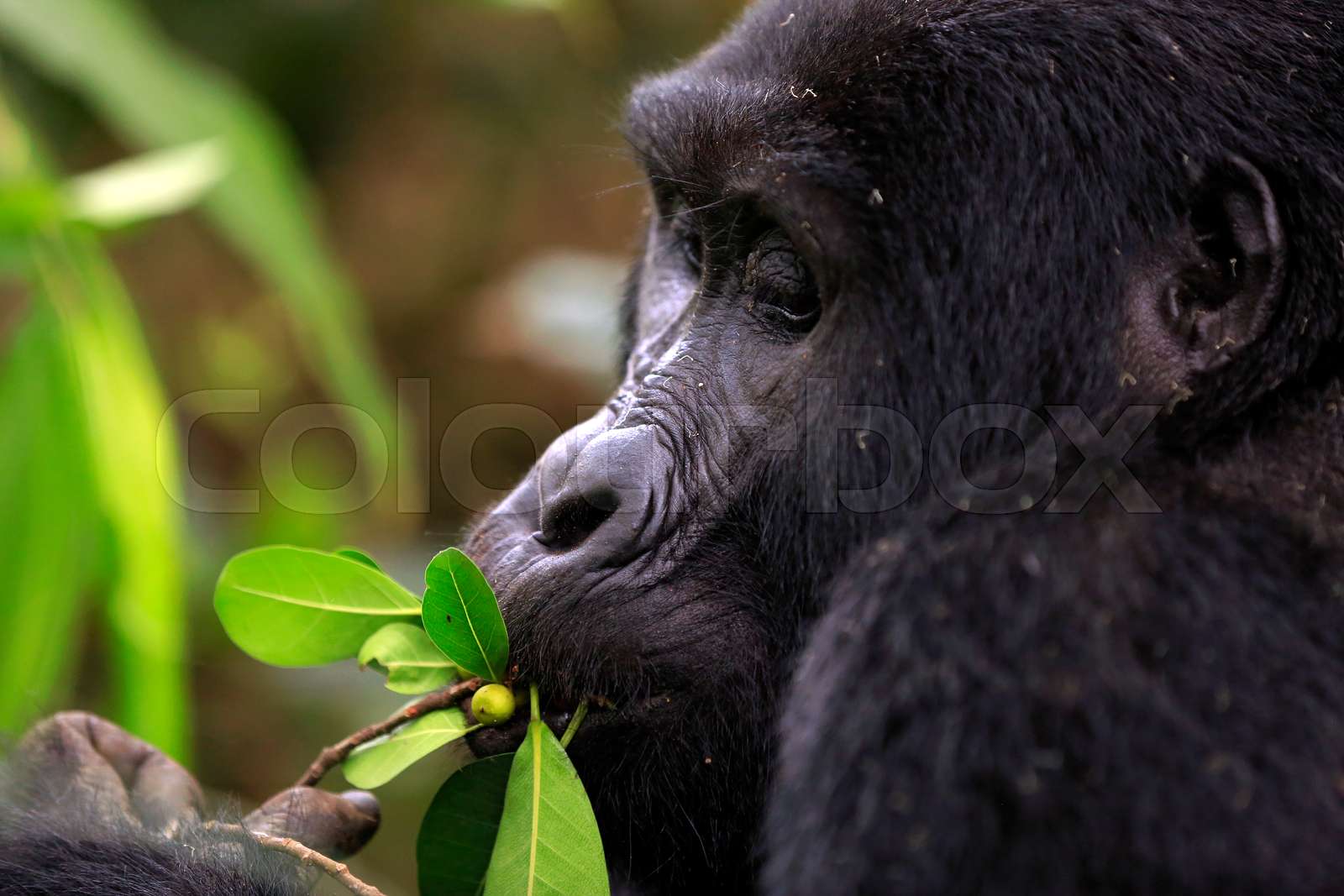 Gorilla Feeding | Stock image | Colourbox