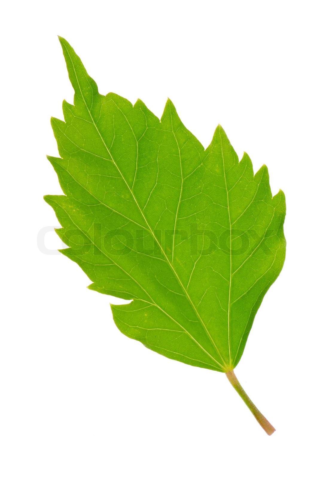 Hibiscus leaf isolated on white background | Stock image | Colourbox